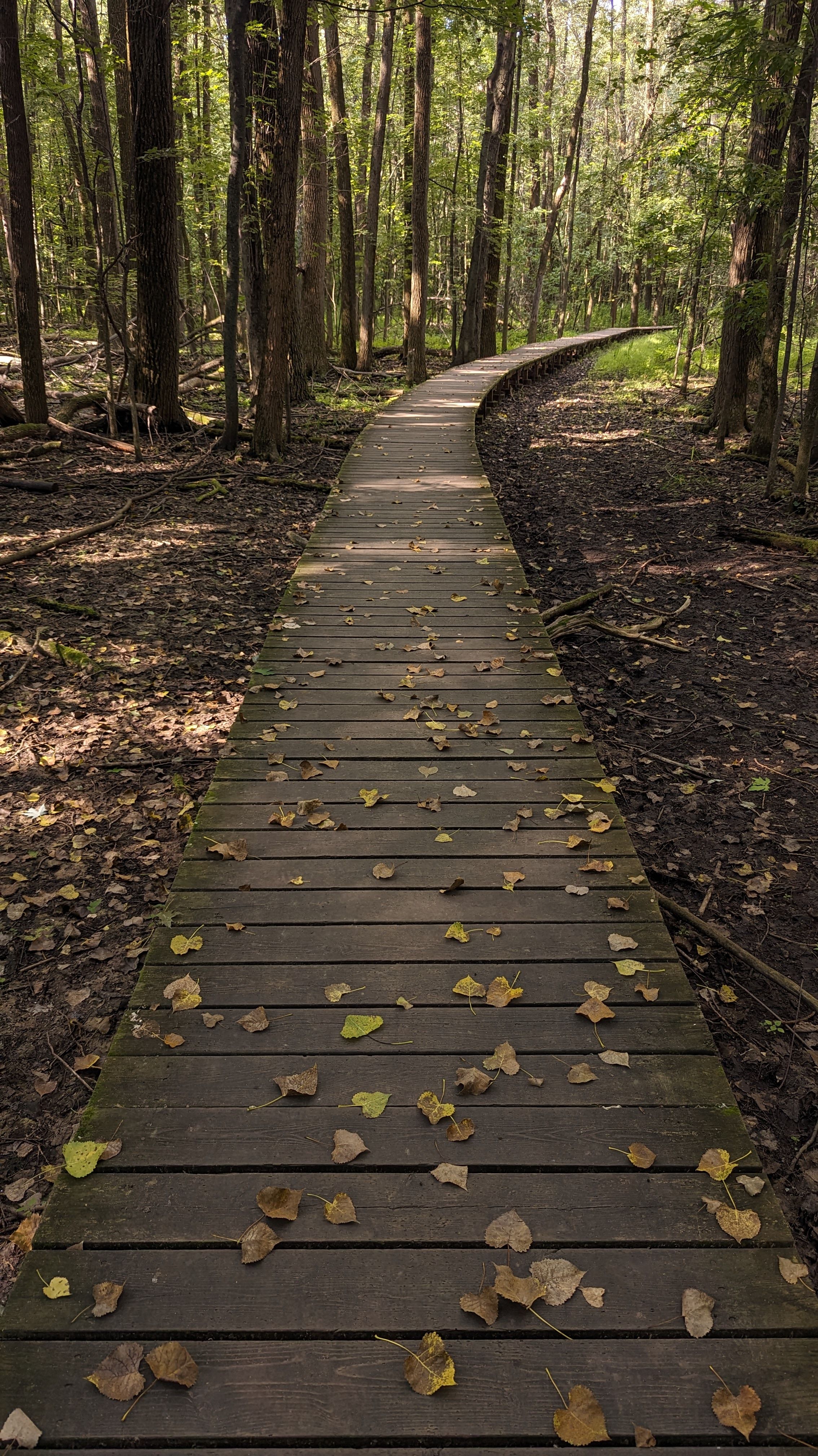 Wooden Boardwalk in an Autumn Forest · Free Stock Photo