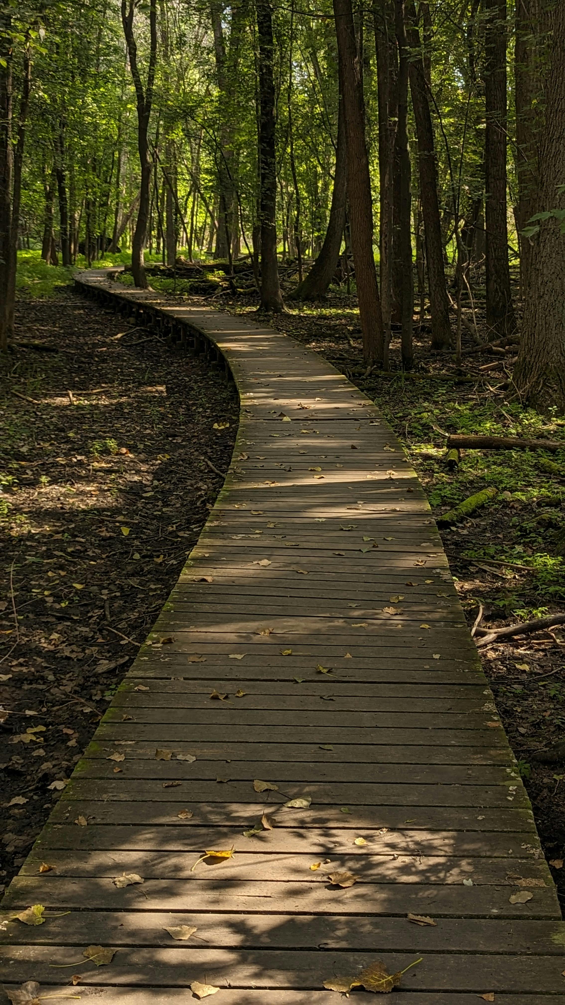 Empty Road Between Green Trees · Free Stock Photo