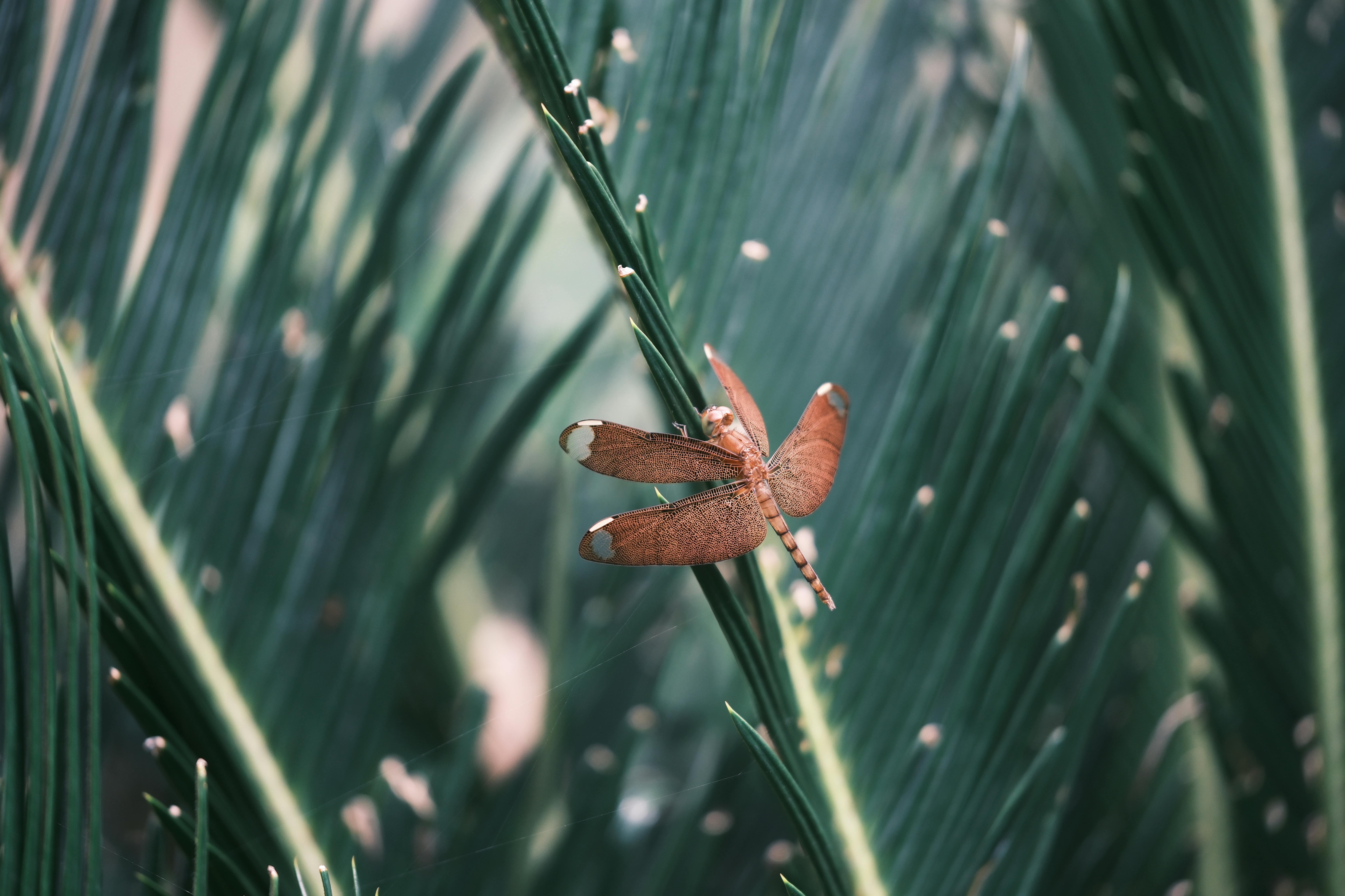 Neurothemis Terminata Photos, Download The BEST Free Neurothemis ...