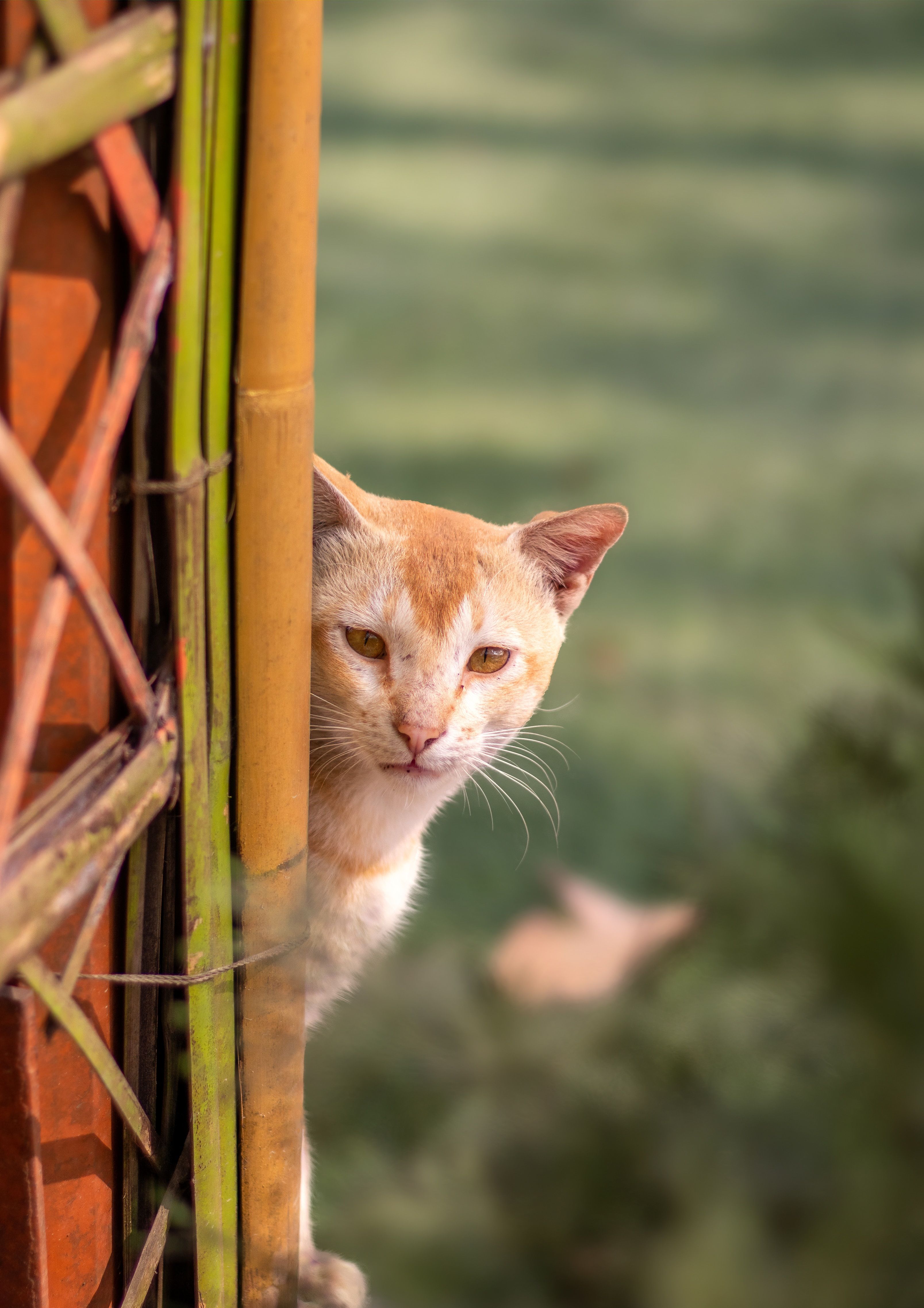 Ginger Cat behind Wall · Free Stock Photo
