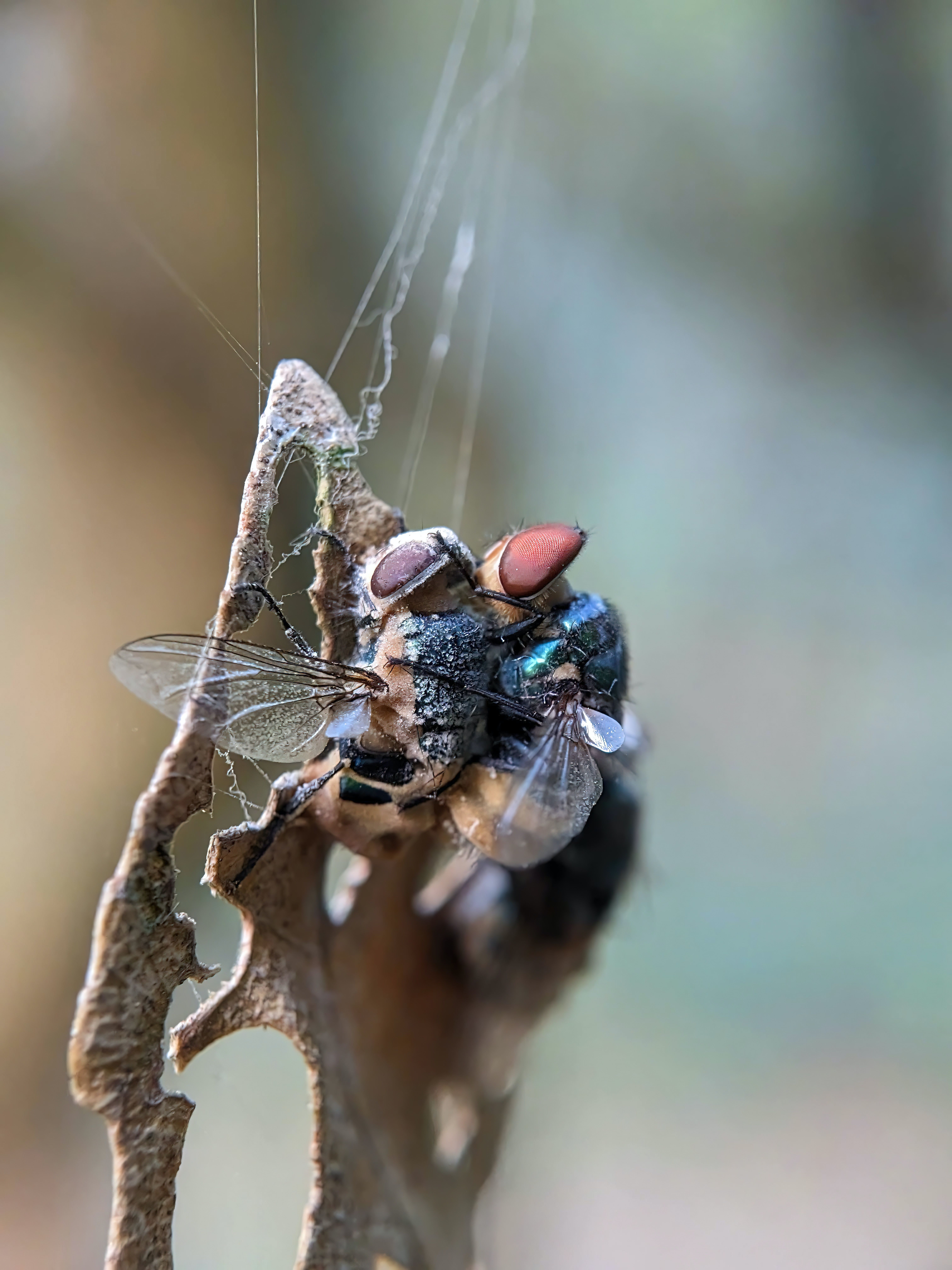 Flies in Nature · Free Stock Photo