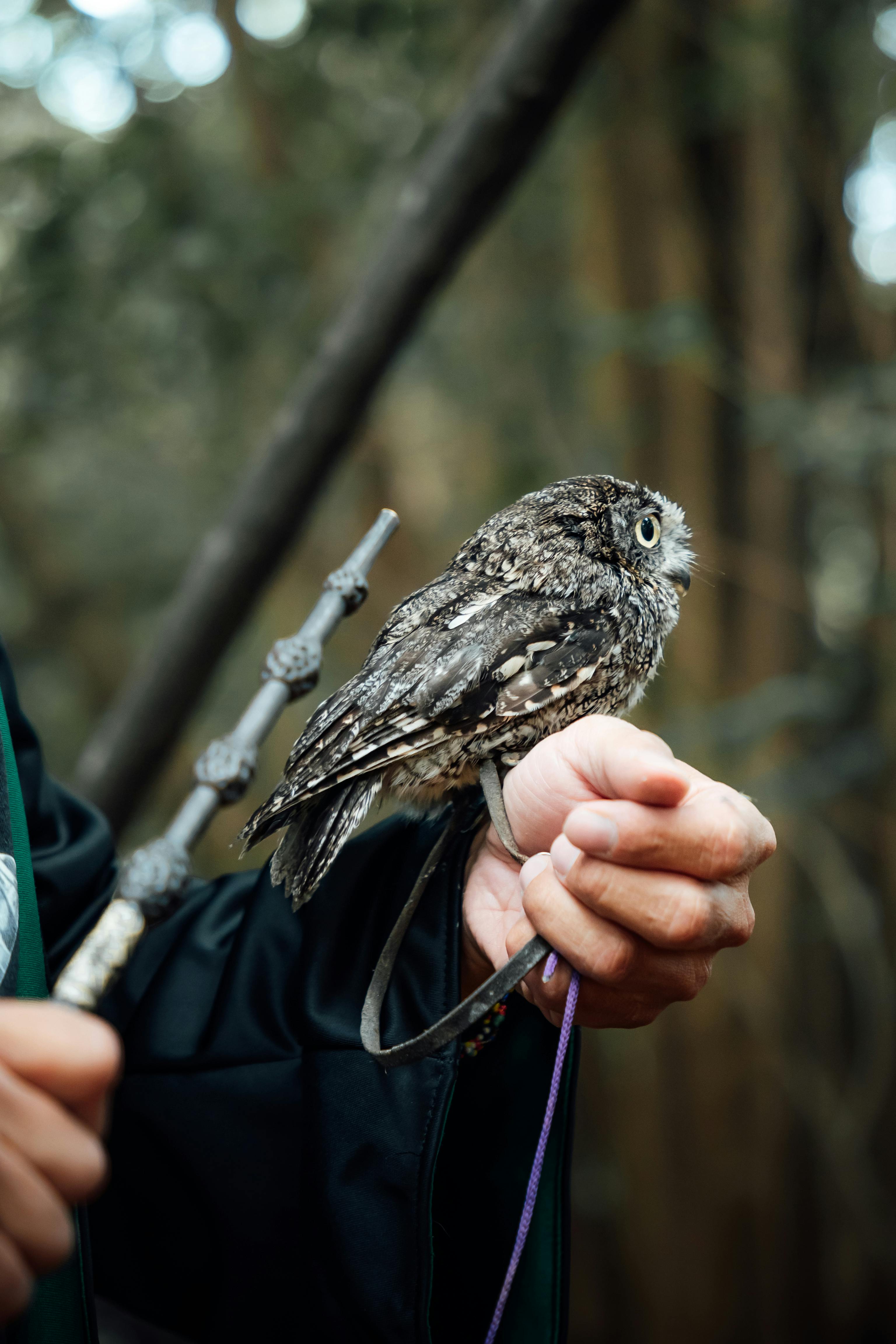 Hand Holding Owl and Wand · Free Stock Photo