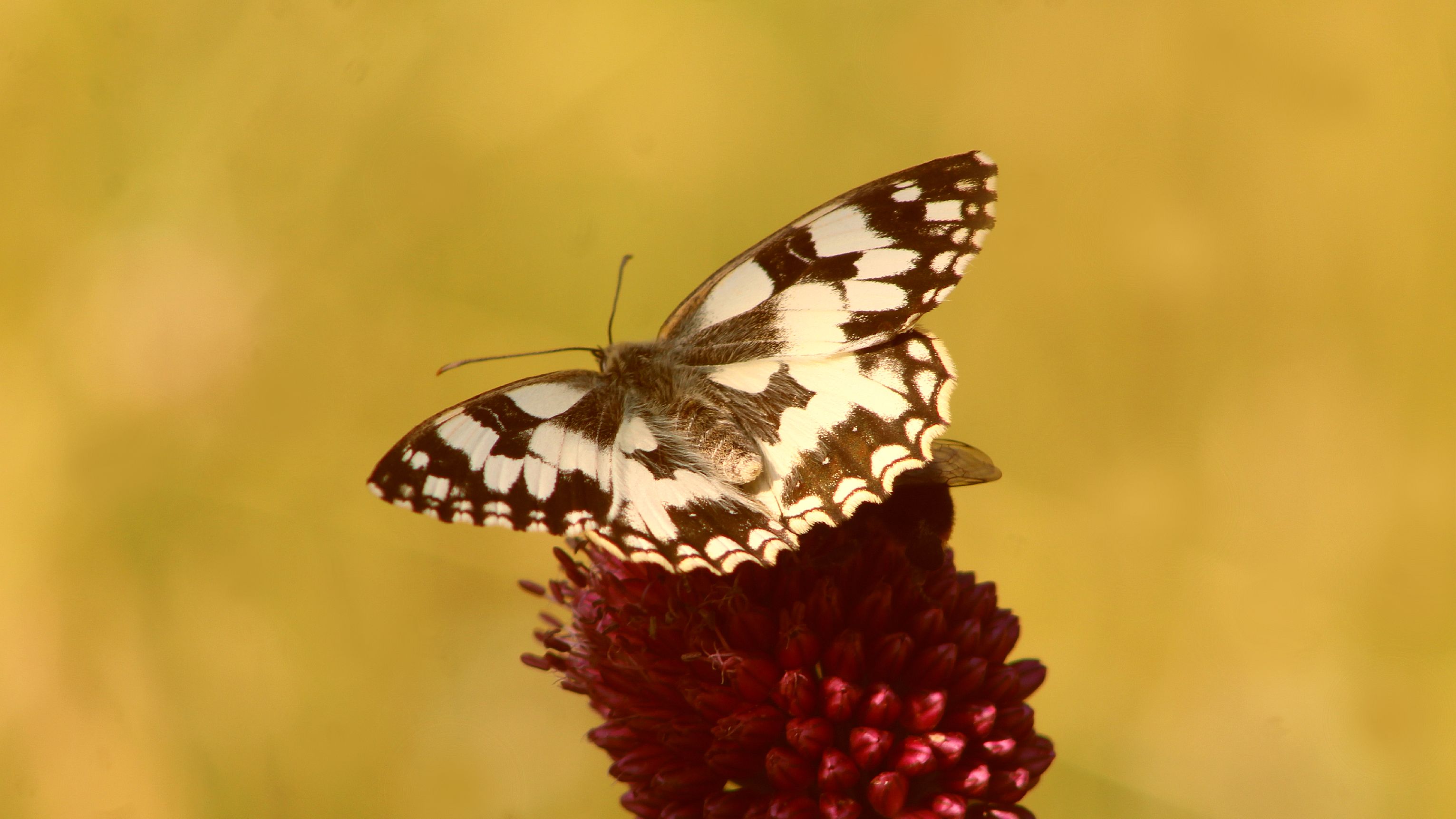 Butterfly Sister Wallpaper Photos, Download The BEST Free Butterfly ...
