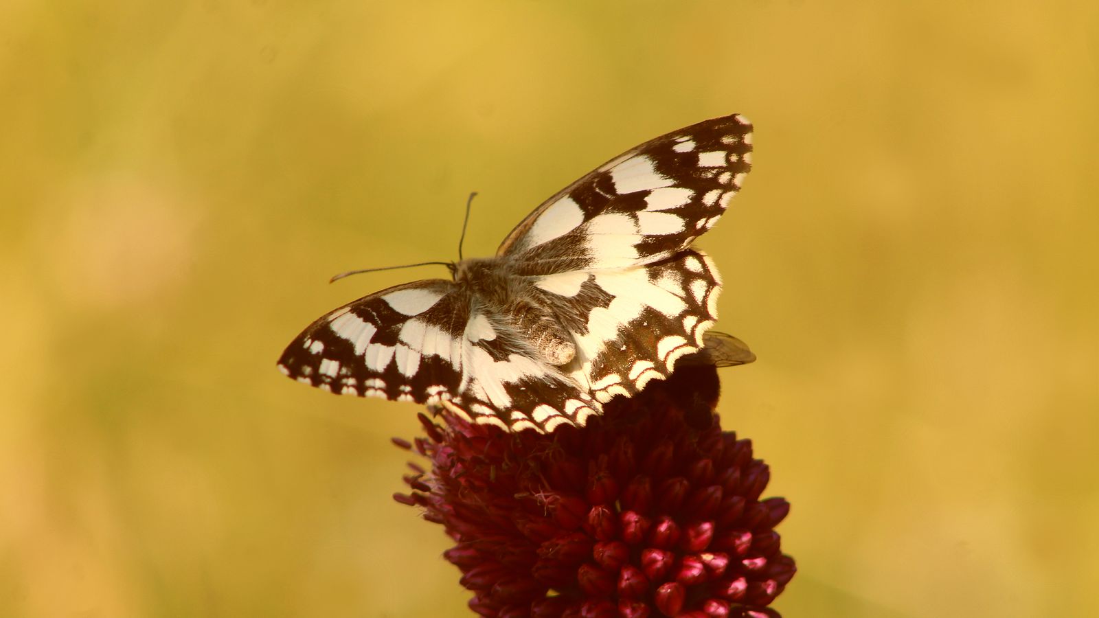 White Butterfly Wallpaper Photos, Download The BEST Free White ...