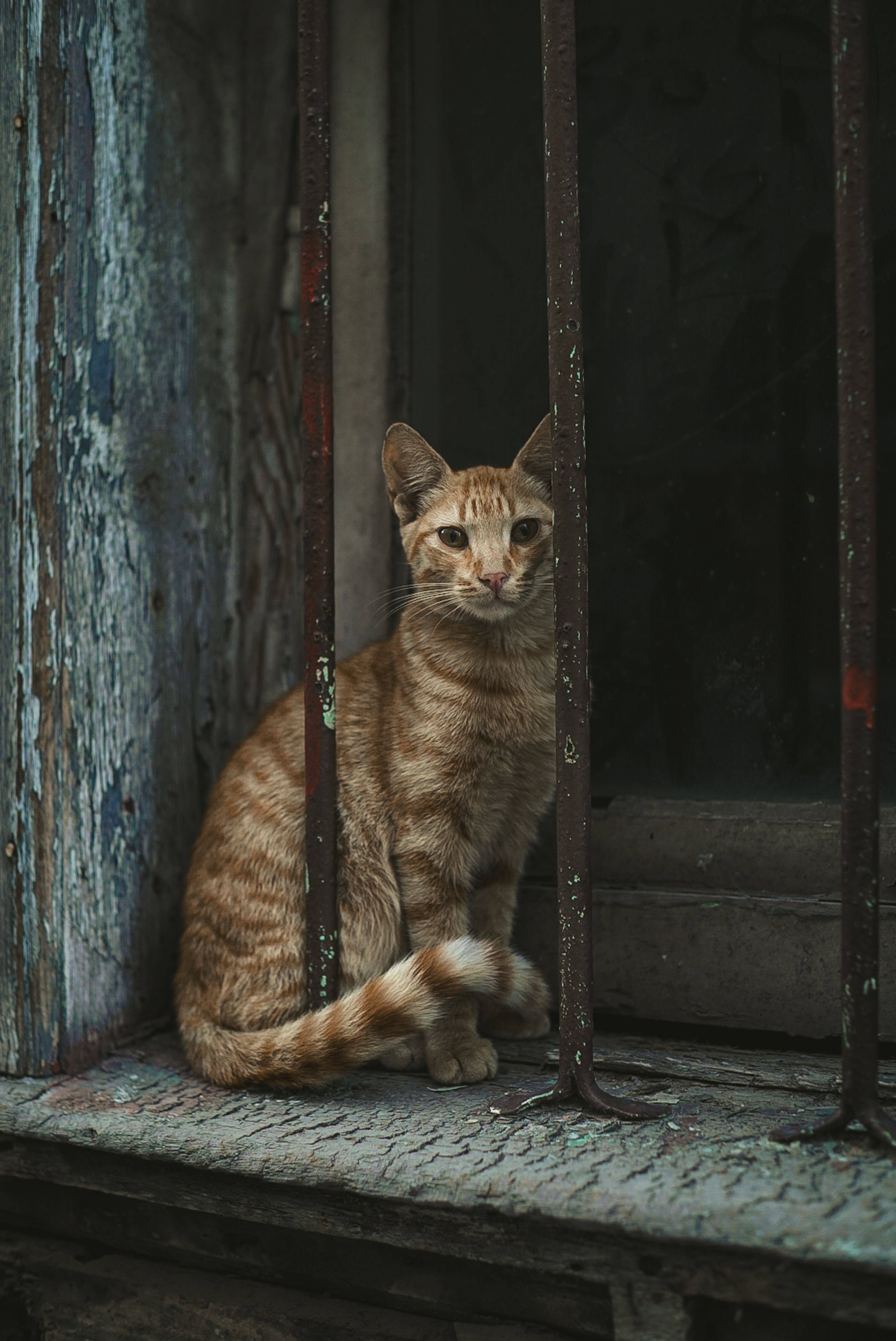 Cat Sitting between Bars · Free Stock Photo