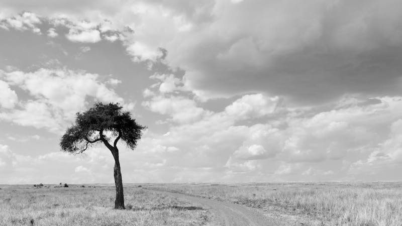 Single Tree Landscape Photos, Download The BEST Free Single Tree ...