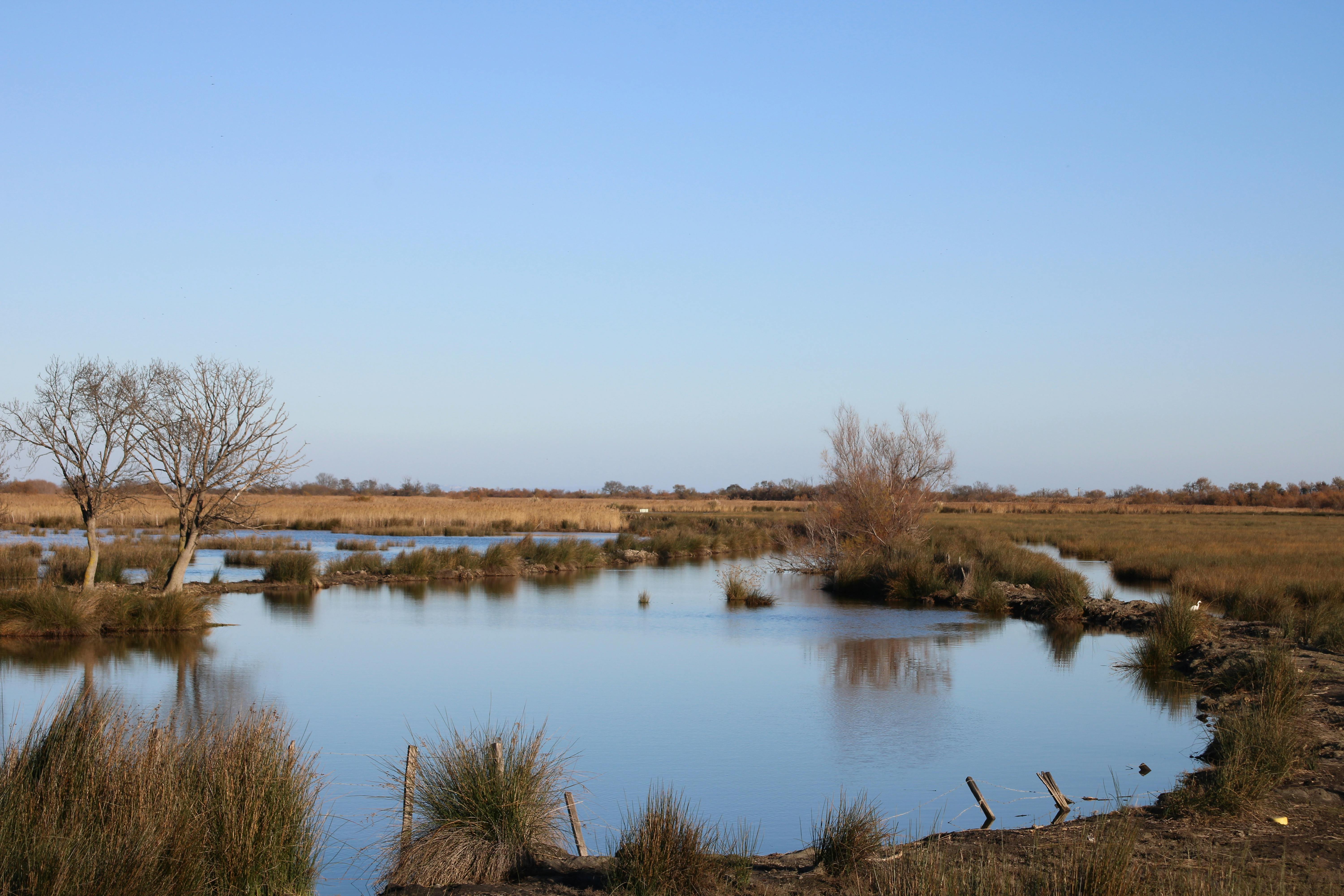 Marsh and Meadow · Free Stock Photo