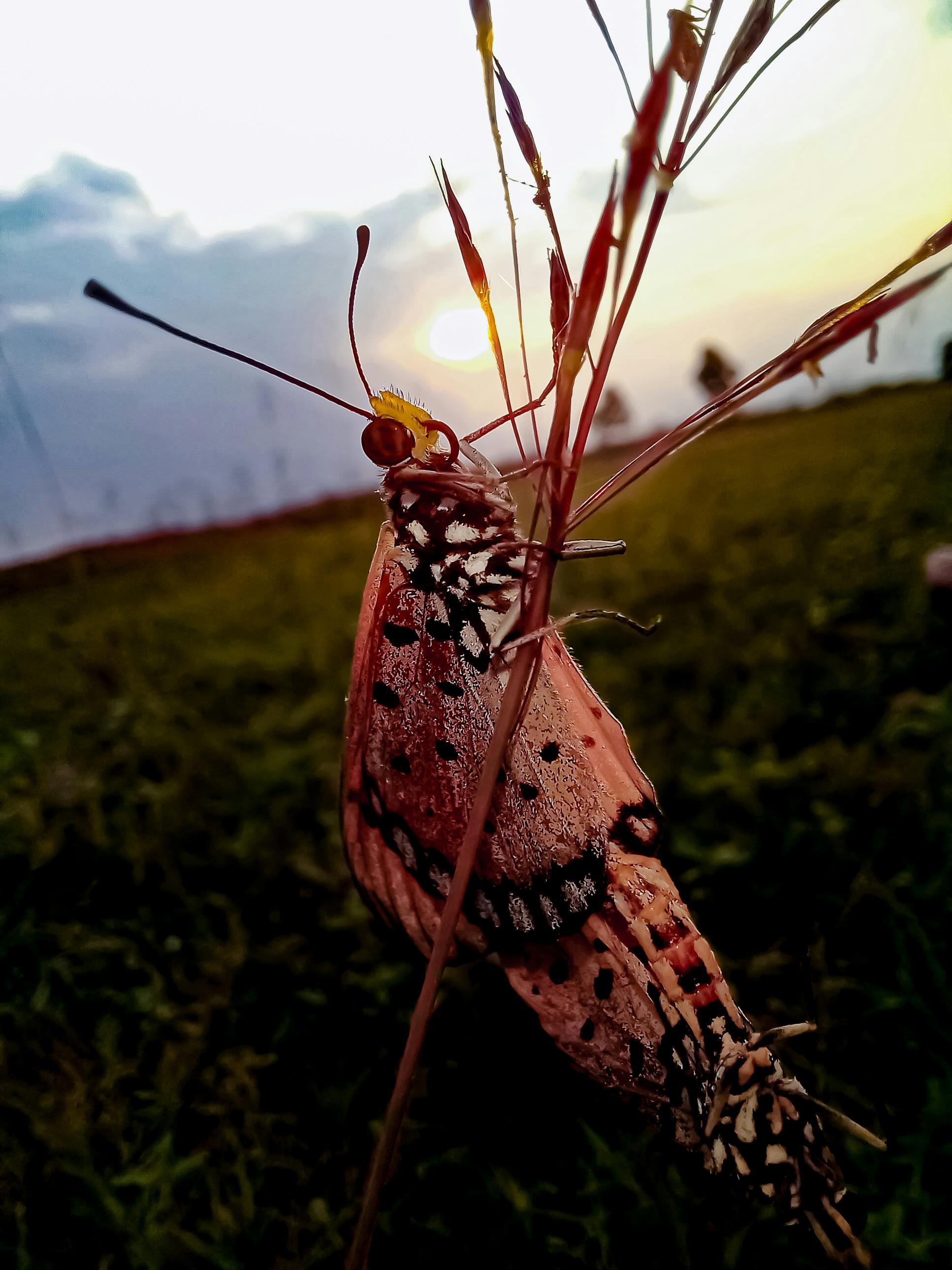 Sayan Ghosh - Fotografía