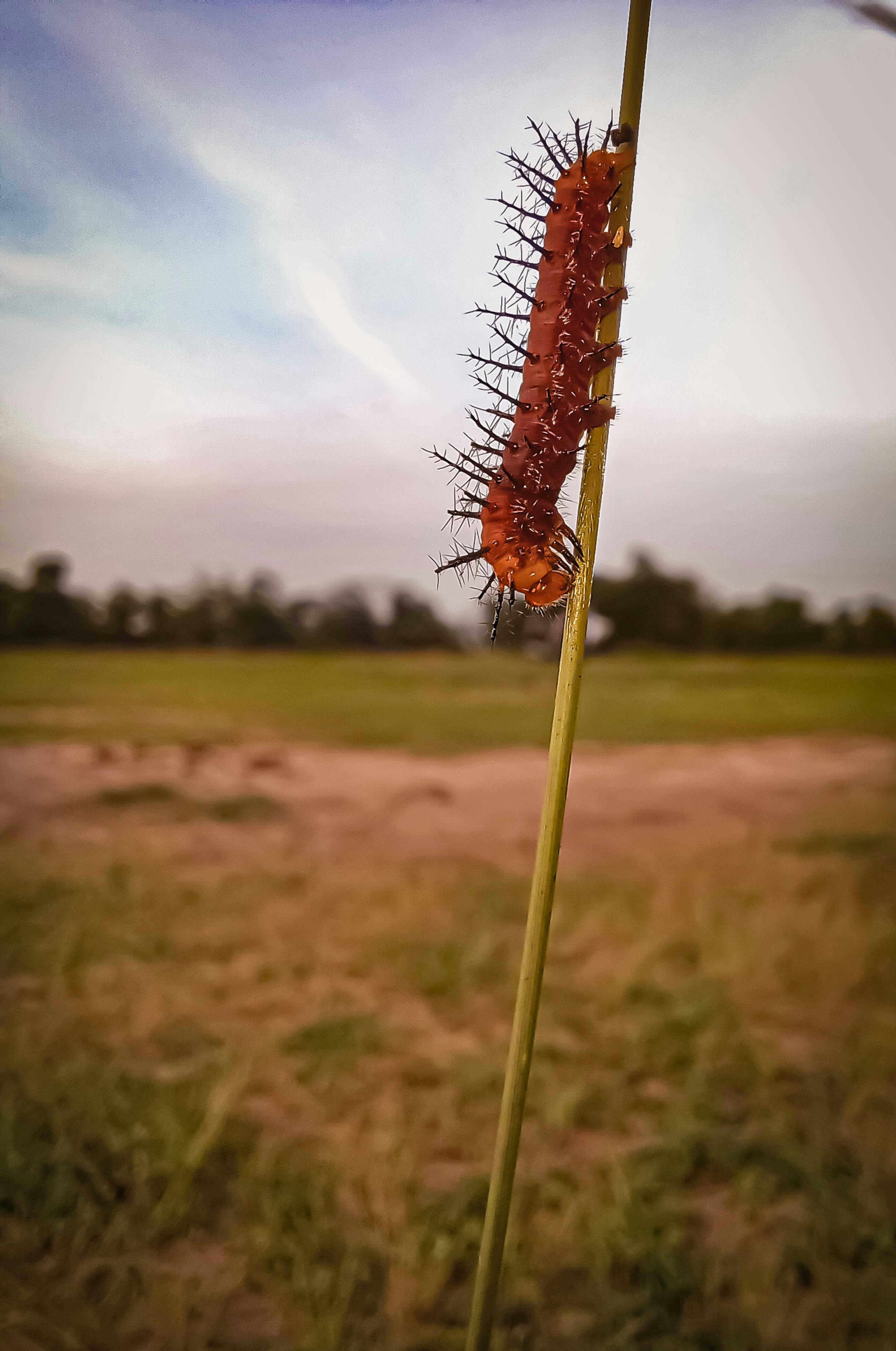 Sayan Ghosh - Fotografía