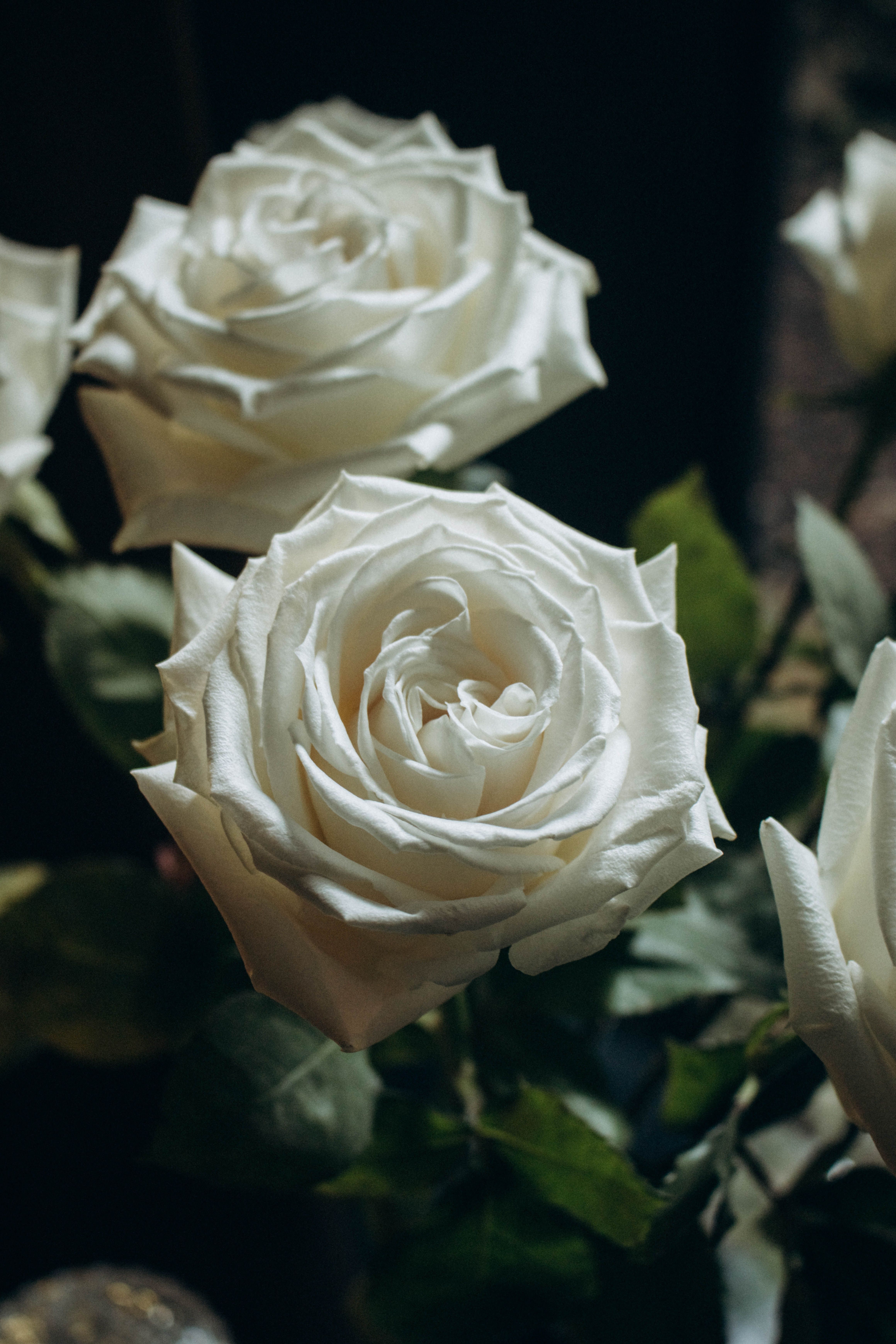 Close-up of White Rose · Free Stock Photo