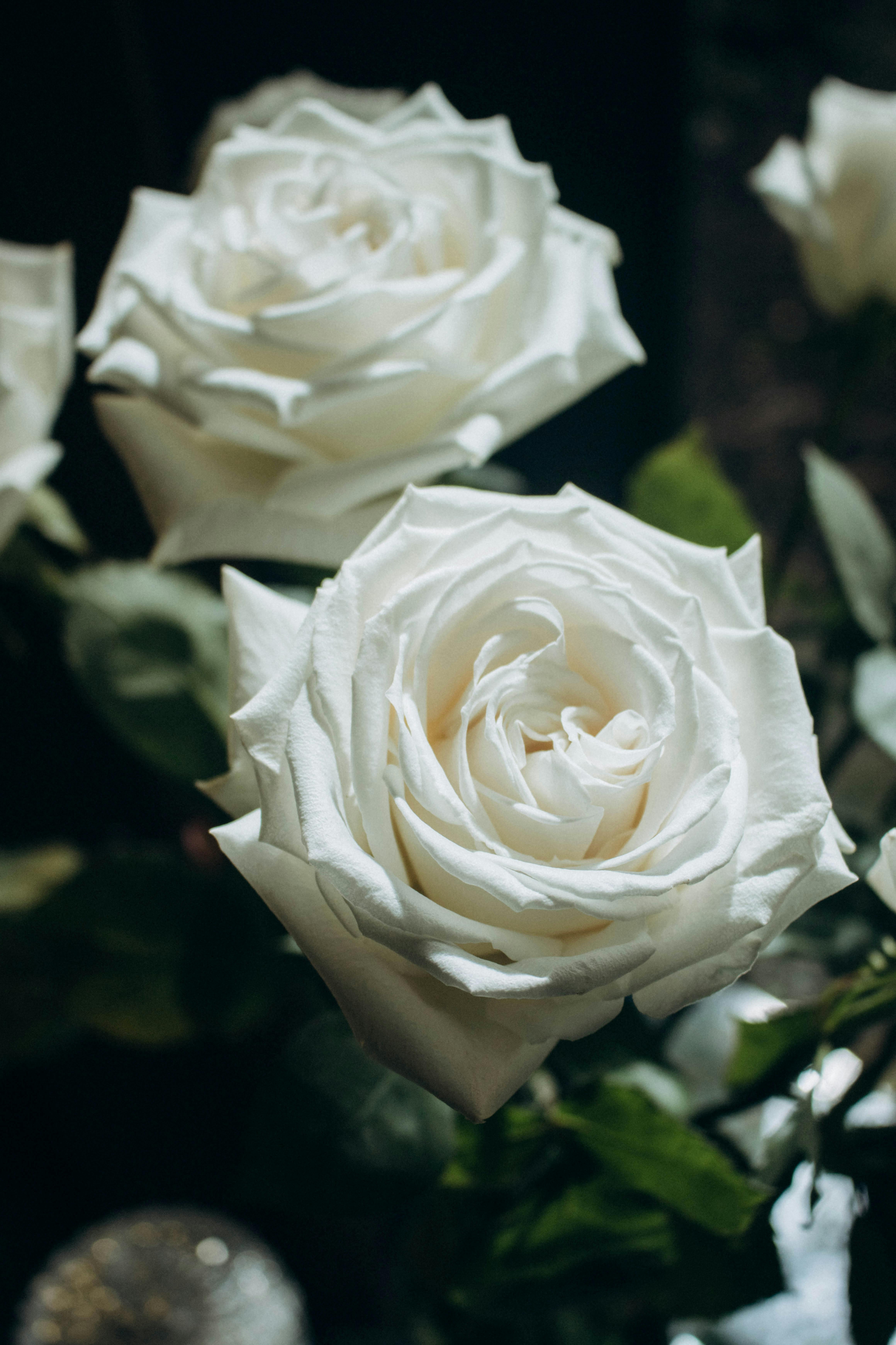 Bunch of White Roses · Free Stock Photo