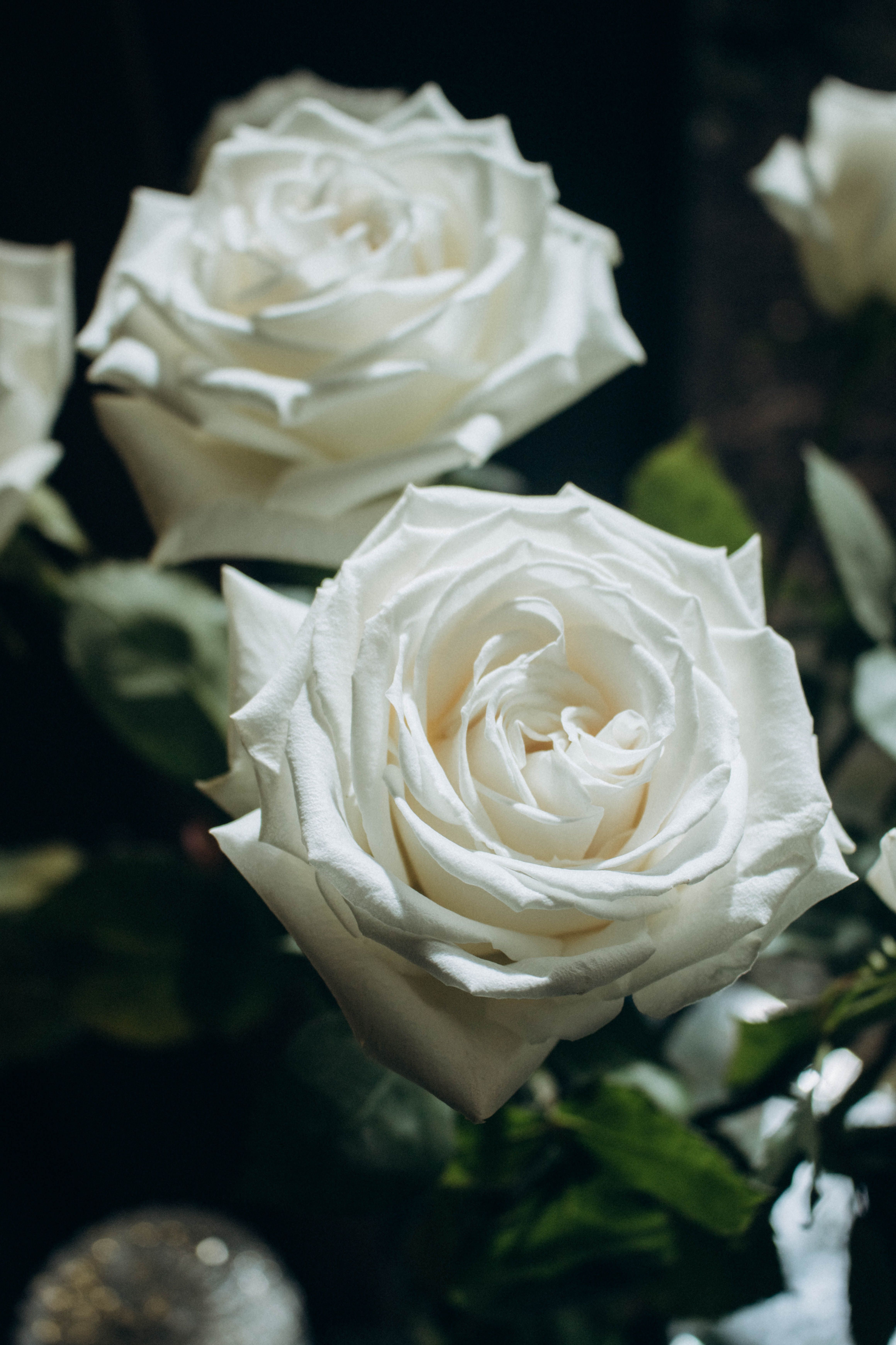 Close-up of White Roses · Free Stock Photo