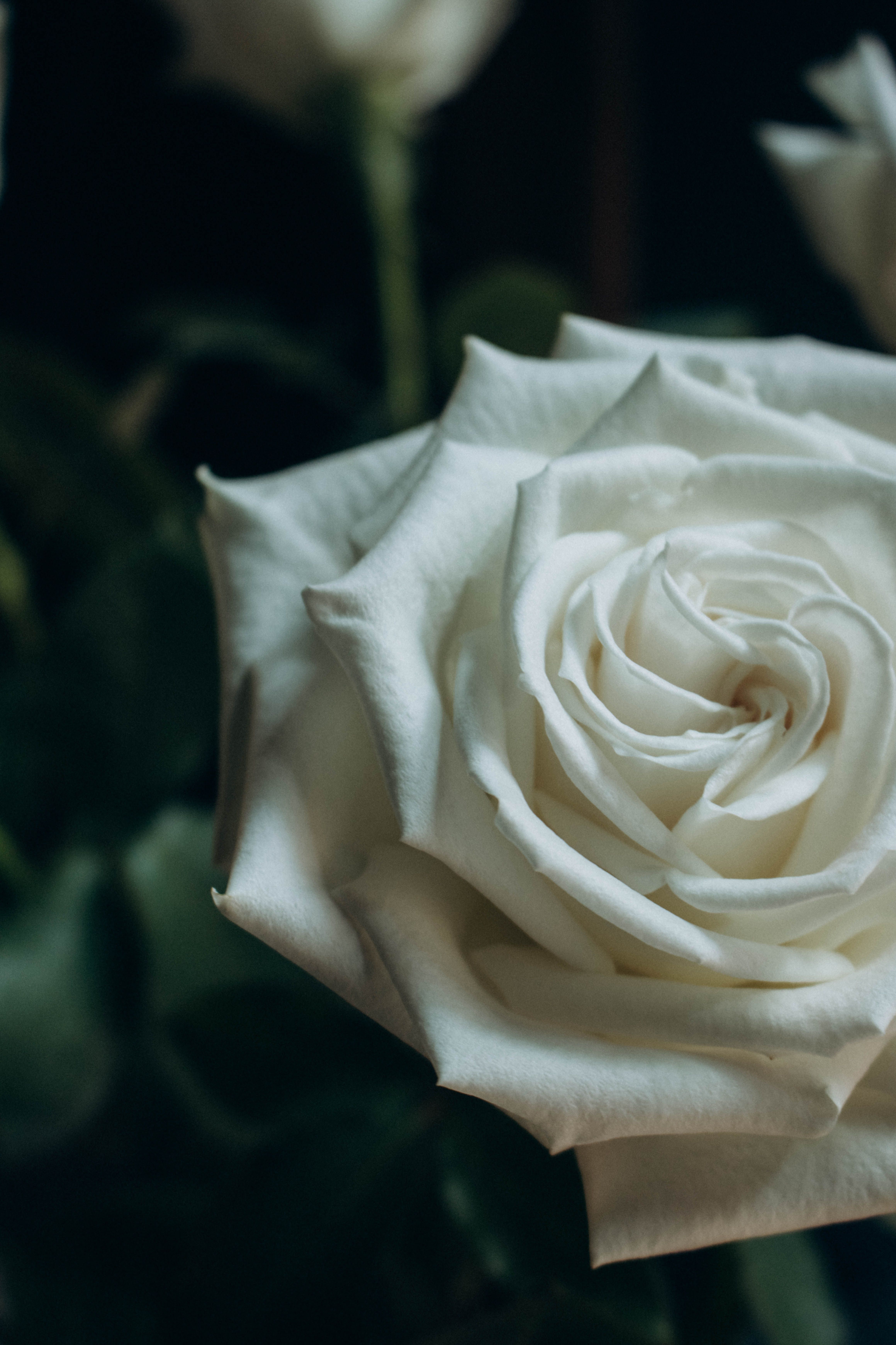 White Rose in Close-up View · Free Stock Photo
