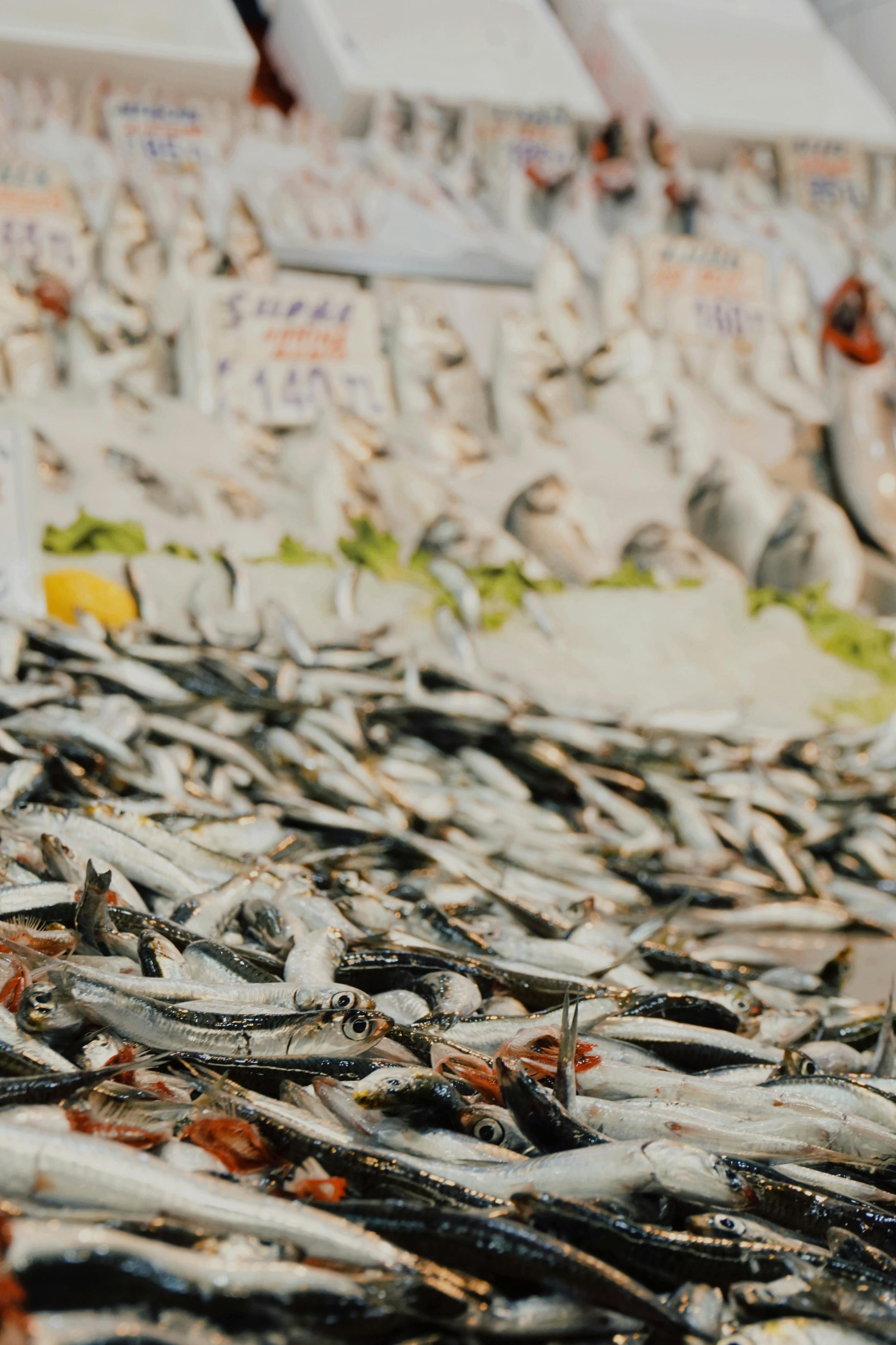 Fish Fighting Photos, Download The BEST Free Fish Fighting Stock Photos ...