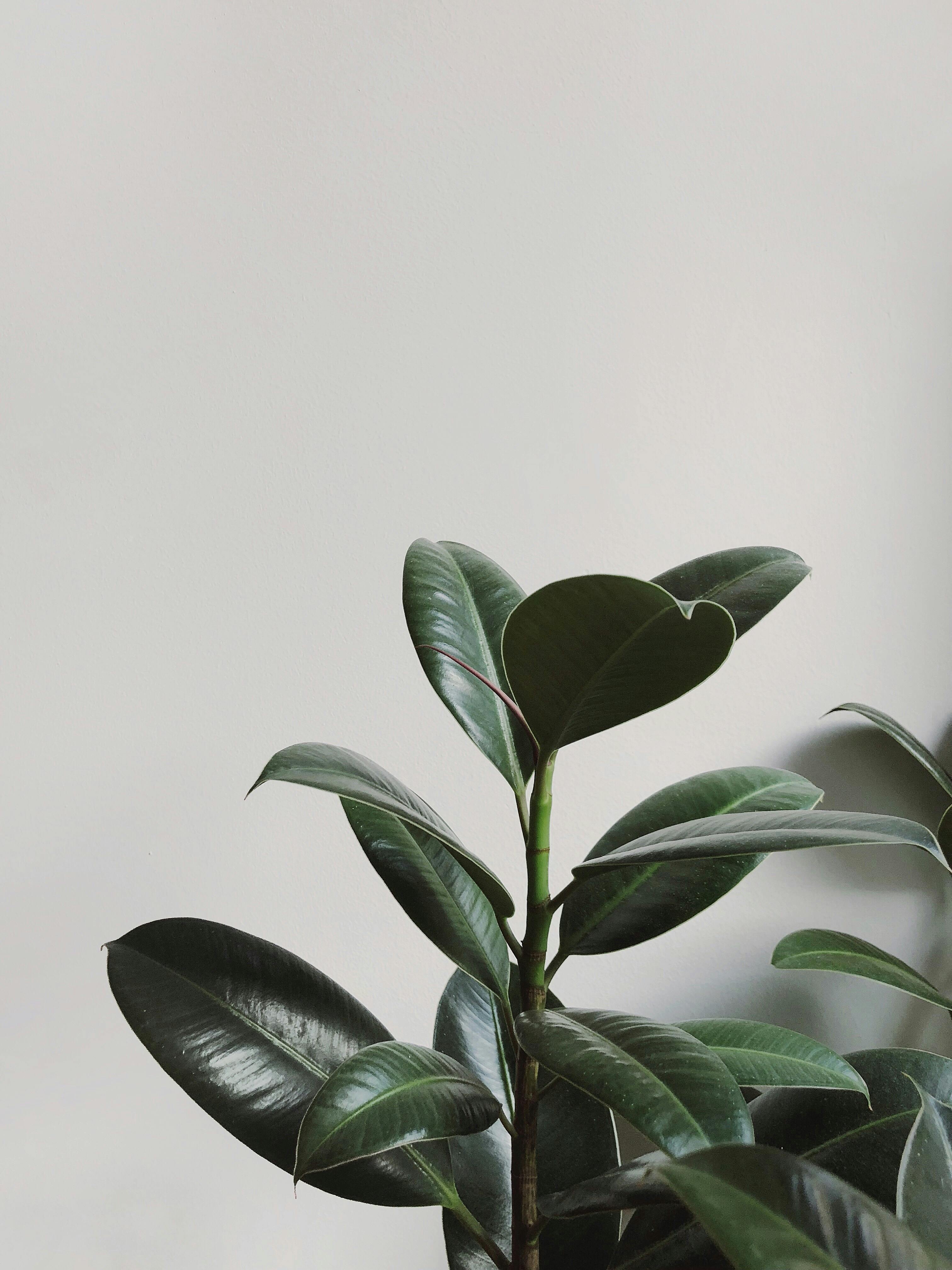 Plant Pictures · Pexels · Free Stock Photos