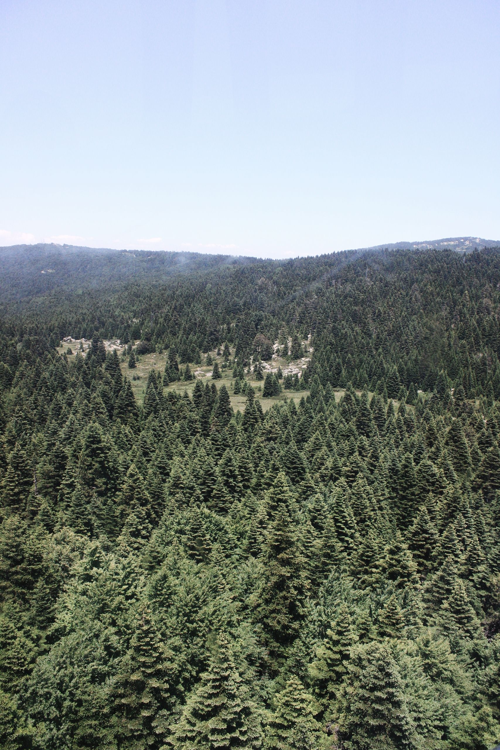 High Conifer Forest · Free Stock Photo