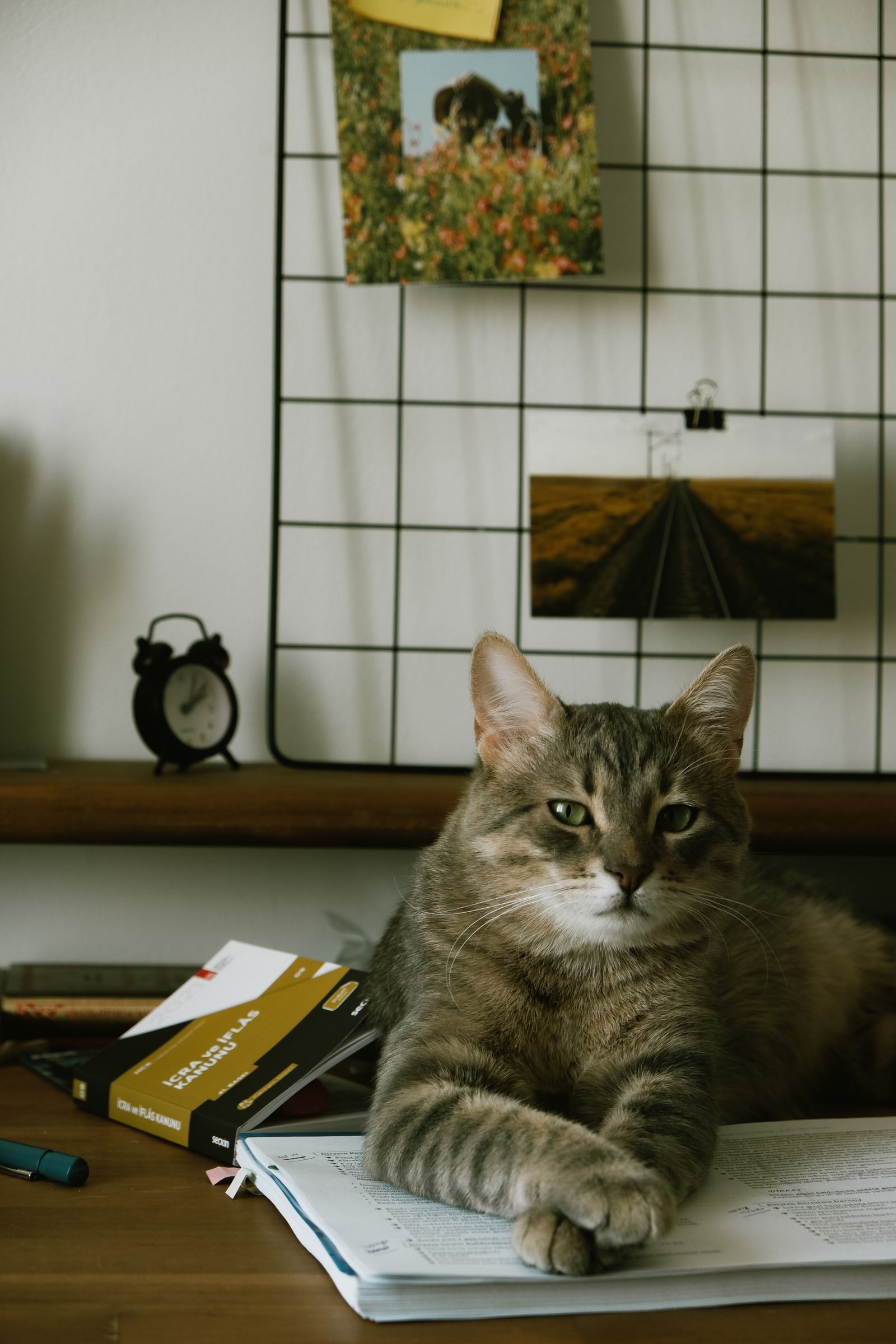 Cat Desk Photos, Download The BEST Free Cat Desk Stock Photos & HD Images