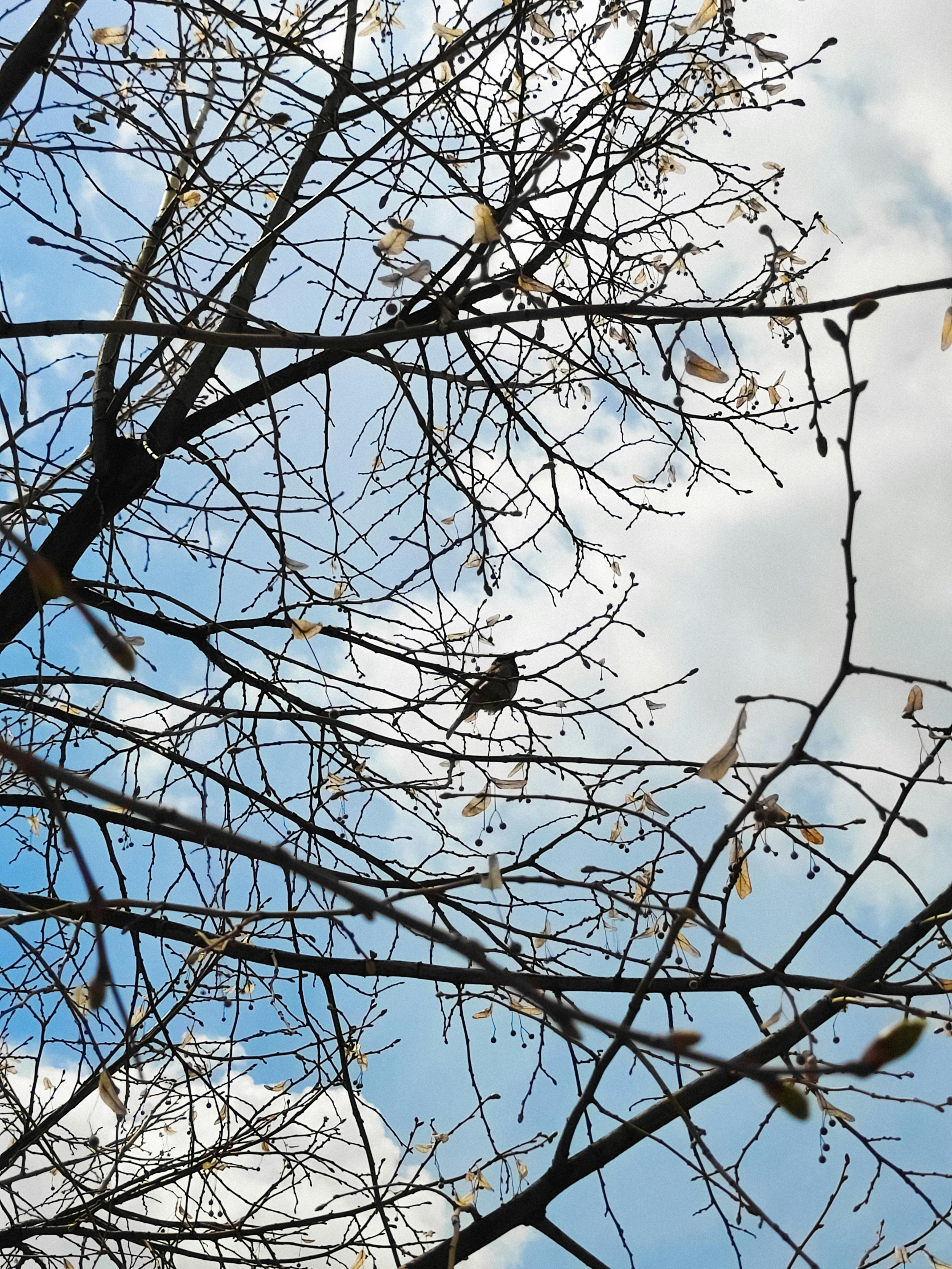 Sparrow Landing on a Branch · Free Stock Photo