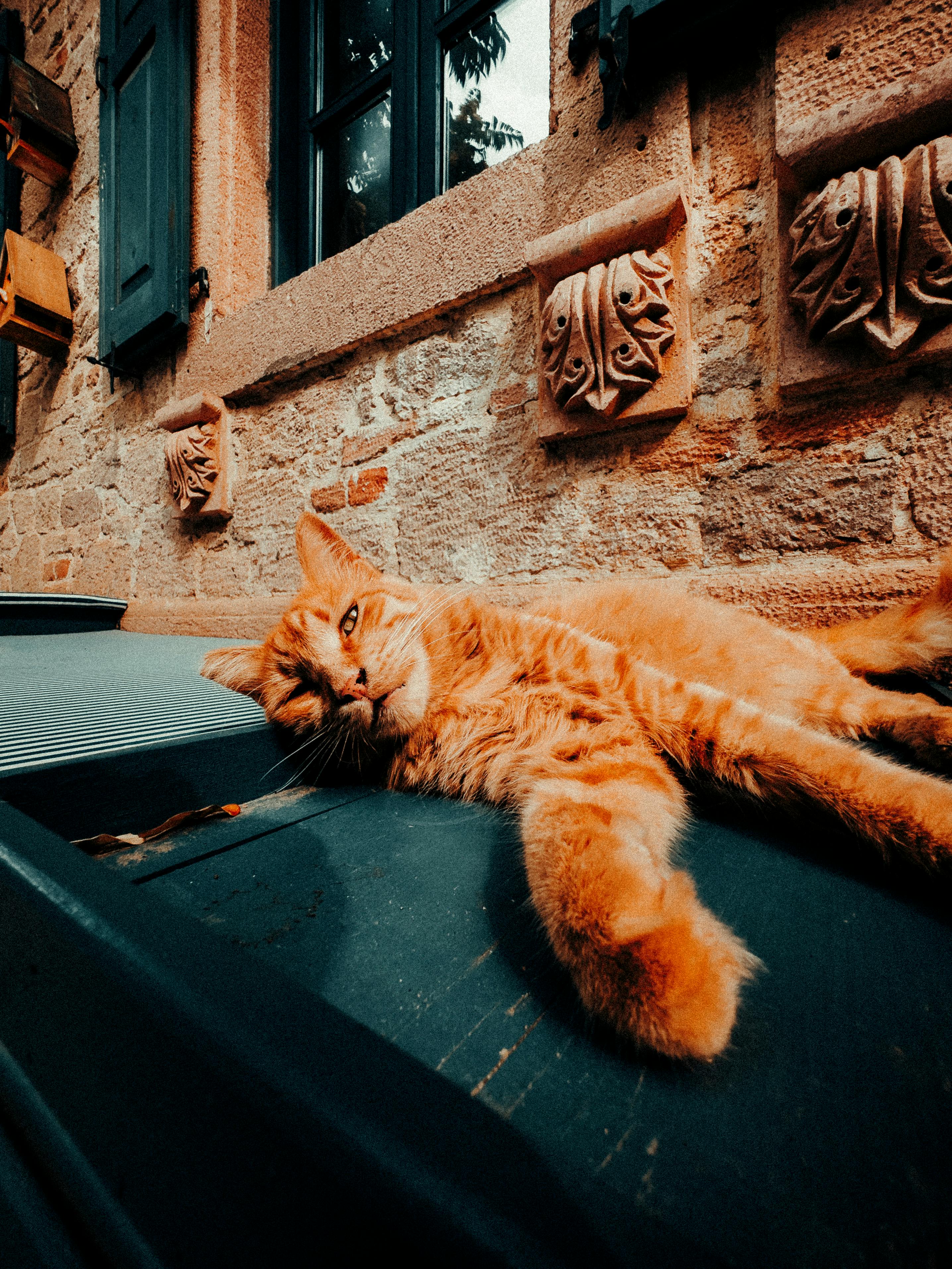 Amazing Cats On Their Sits Photos, Download The BEST Free Amazing Cats ...