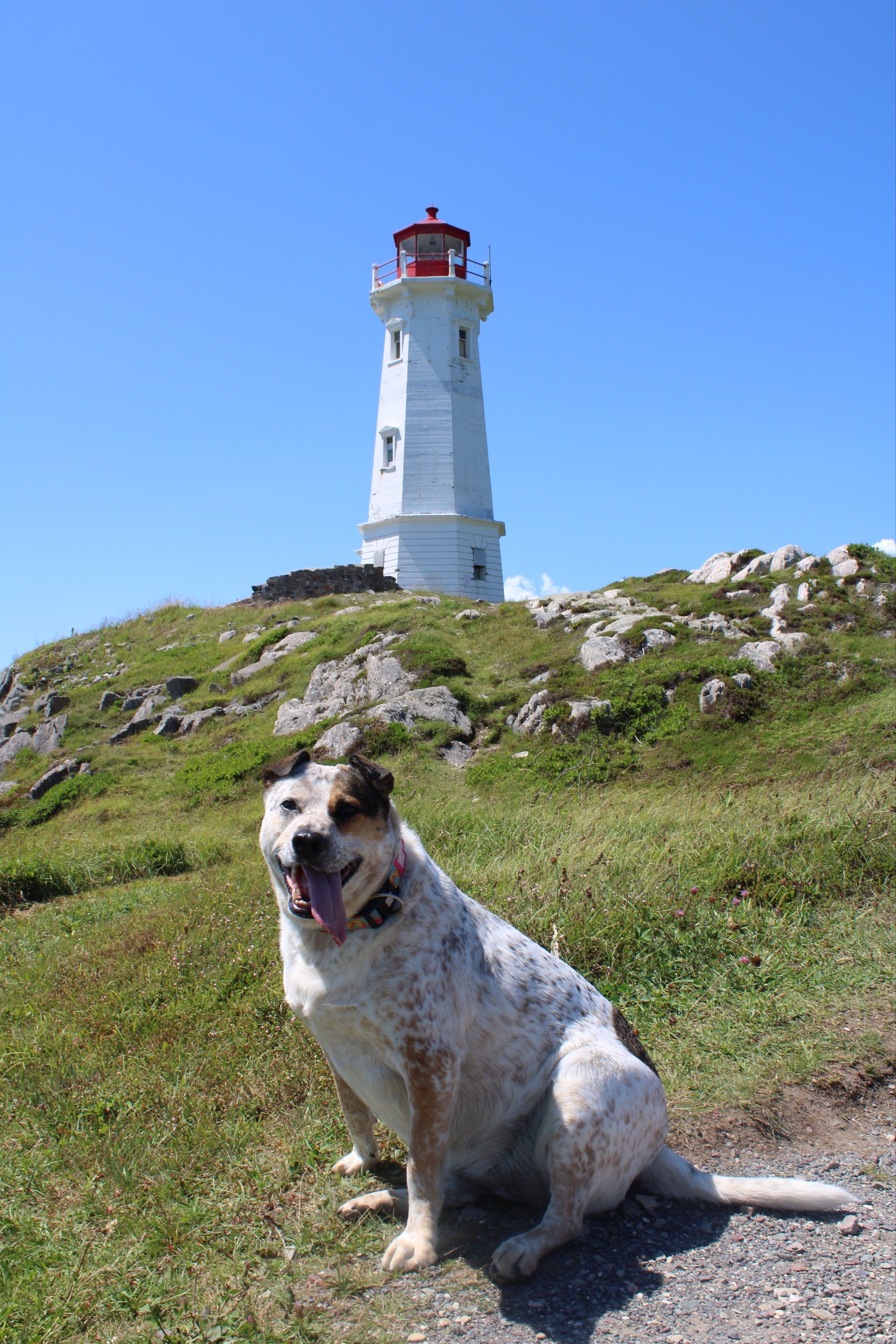 Funny Dog Sitting on Grass near Louisbourg Lighthouse, Nova Scotia ...