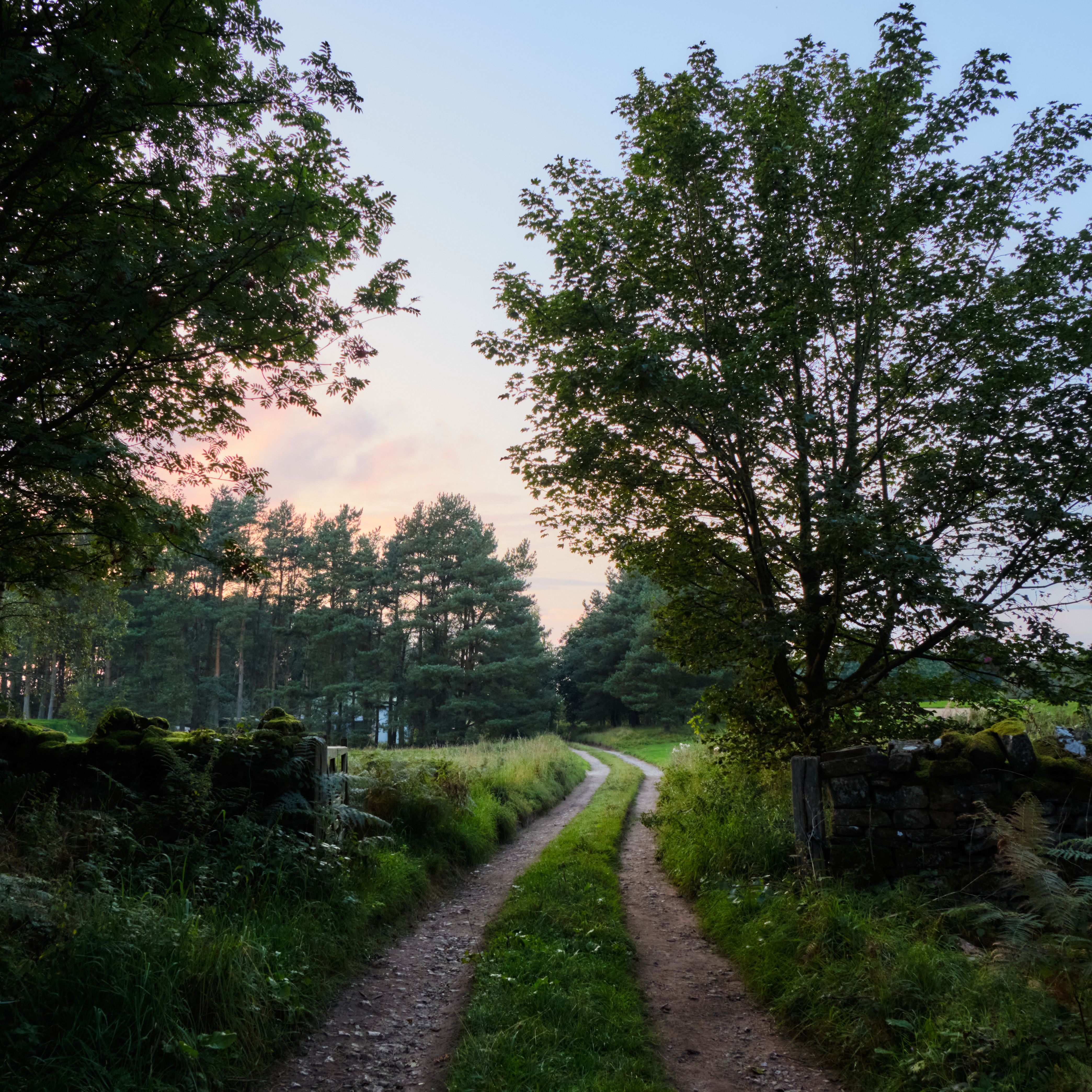 Foto de stock gratuita sobre al aire libre, amanecer, arbolado, arboles ...