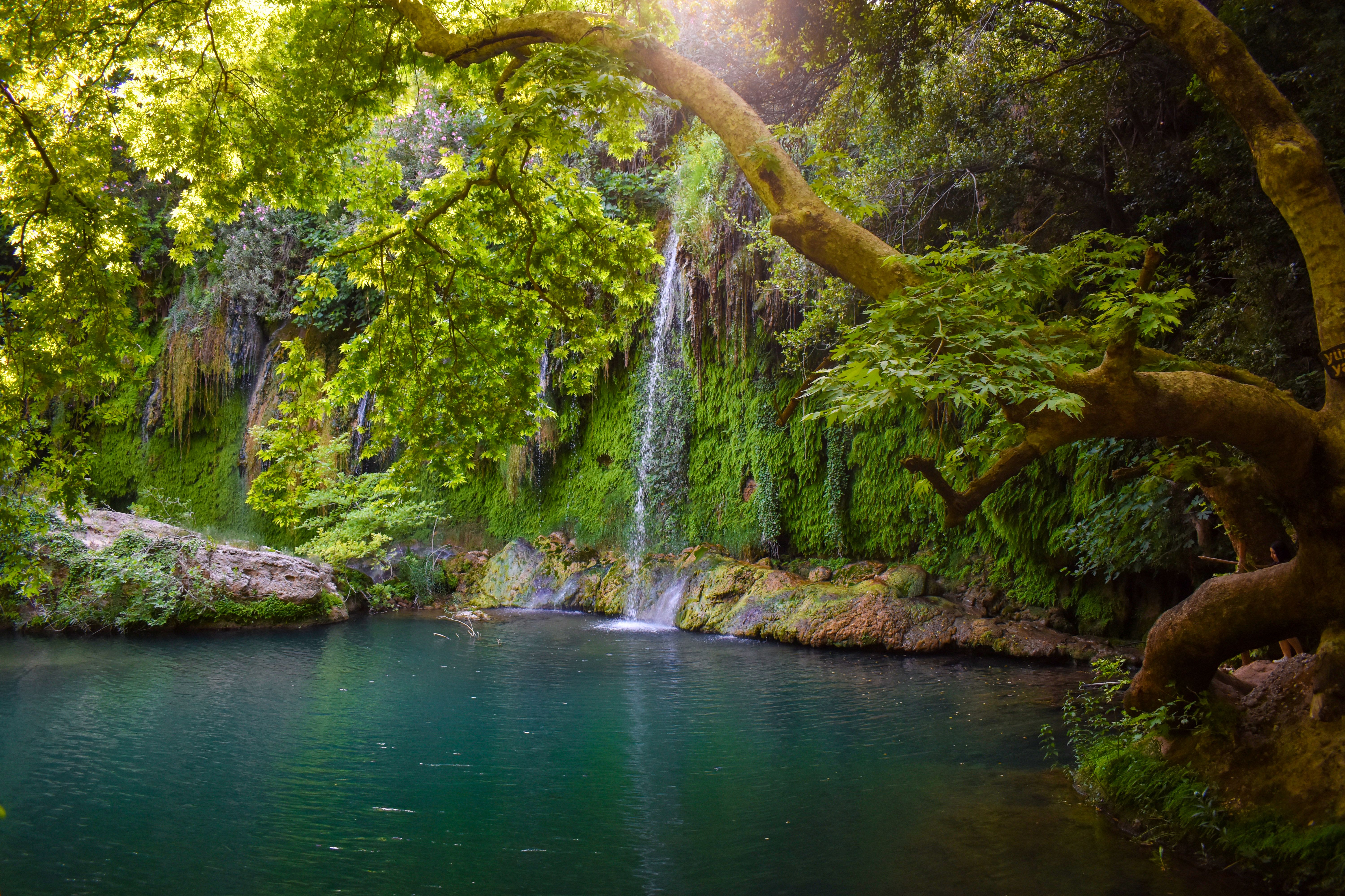 Waterfall in Forest · Free Stock Photo