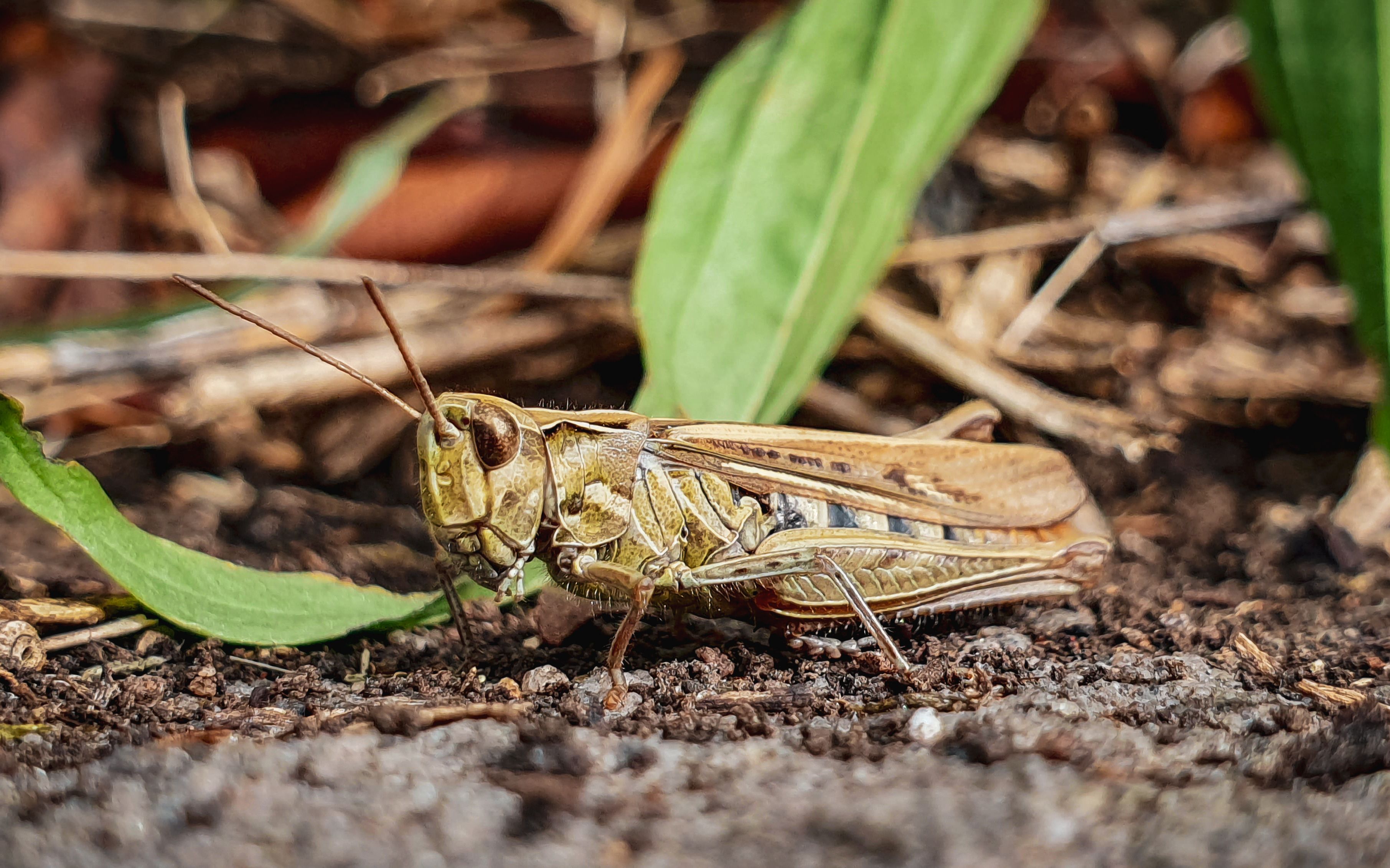 Close-Up Photo of a Grasshopper Sitting on the Ground · Free Stock Photo