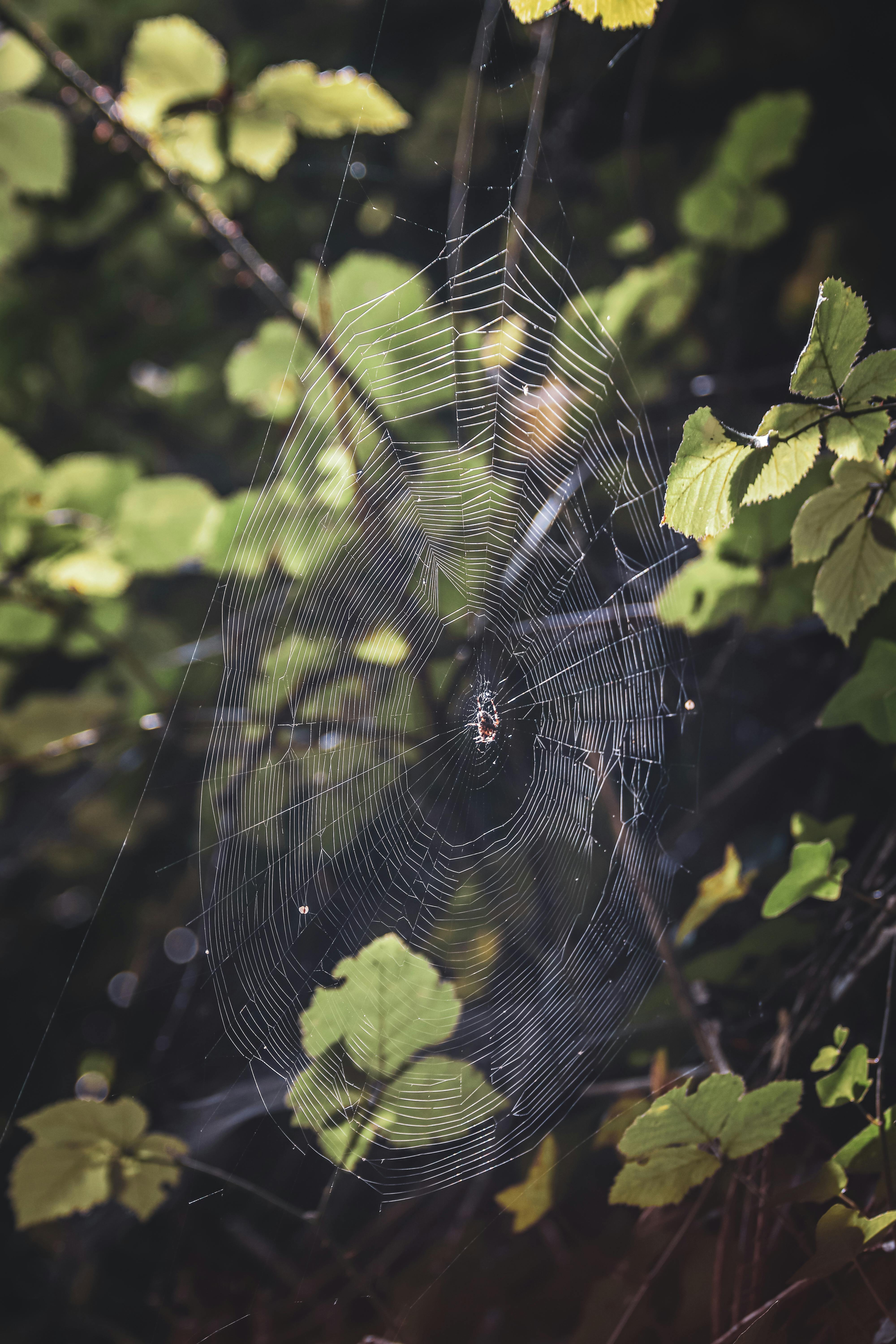 Spider Web Hanging Between Spiky Shrub Twigs · Free Stock Photo