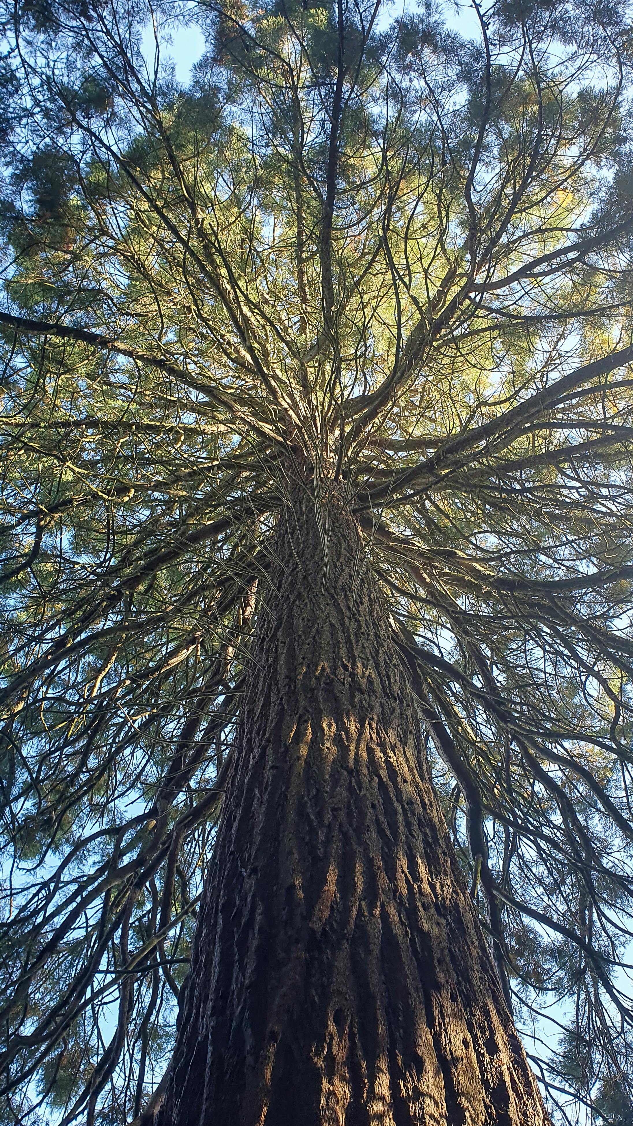 Large Sequoia with Multiple Branches · Free Stock Photo