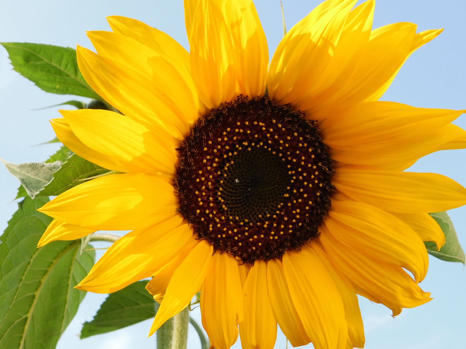 Large Flower Photos, Download The BEST Free Large Flower Stock Photos ...