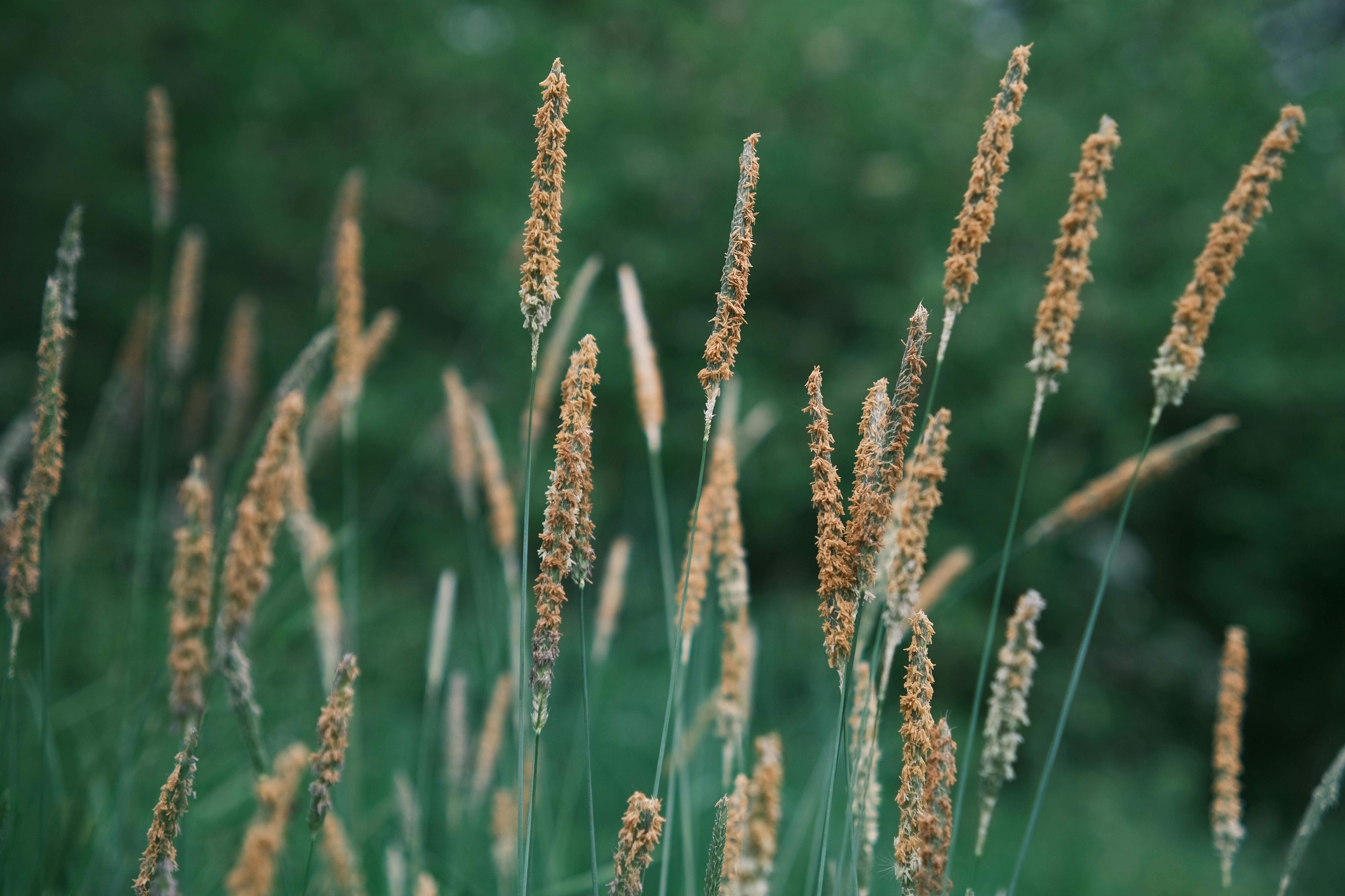 Focus Photography of Green Grass Field · Free Stock Photo