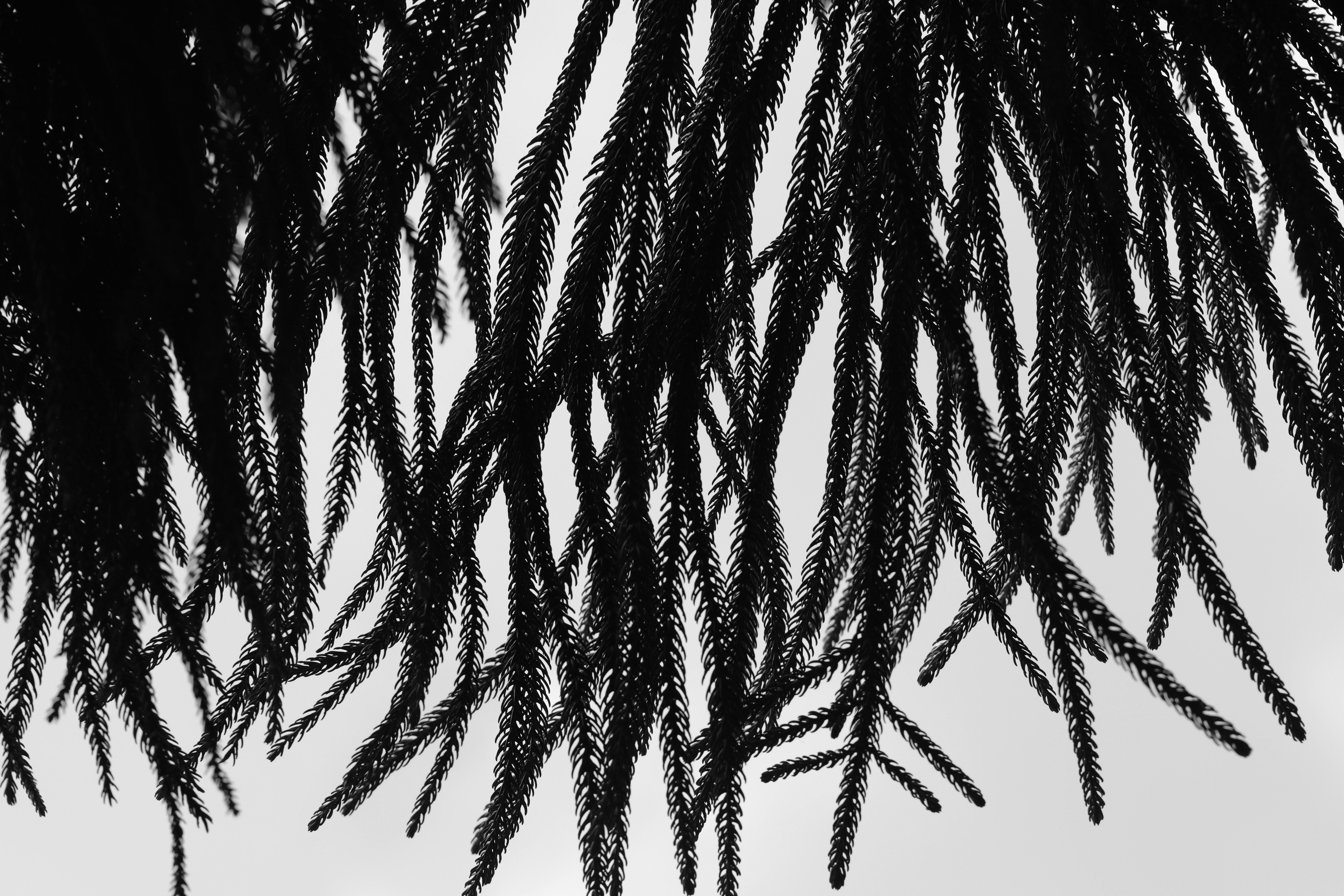 Black and White Photo of Silhouetted Coniferous Tree Twigs · Free Stock ...