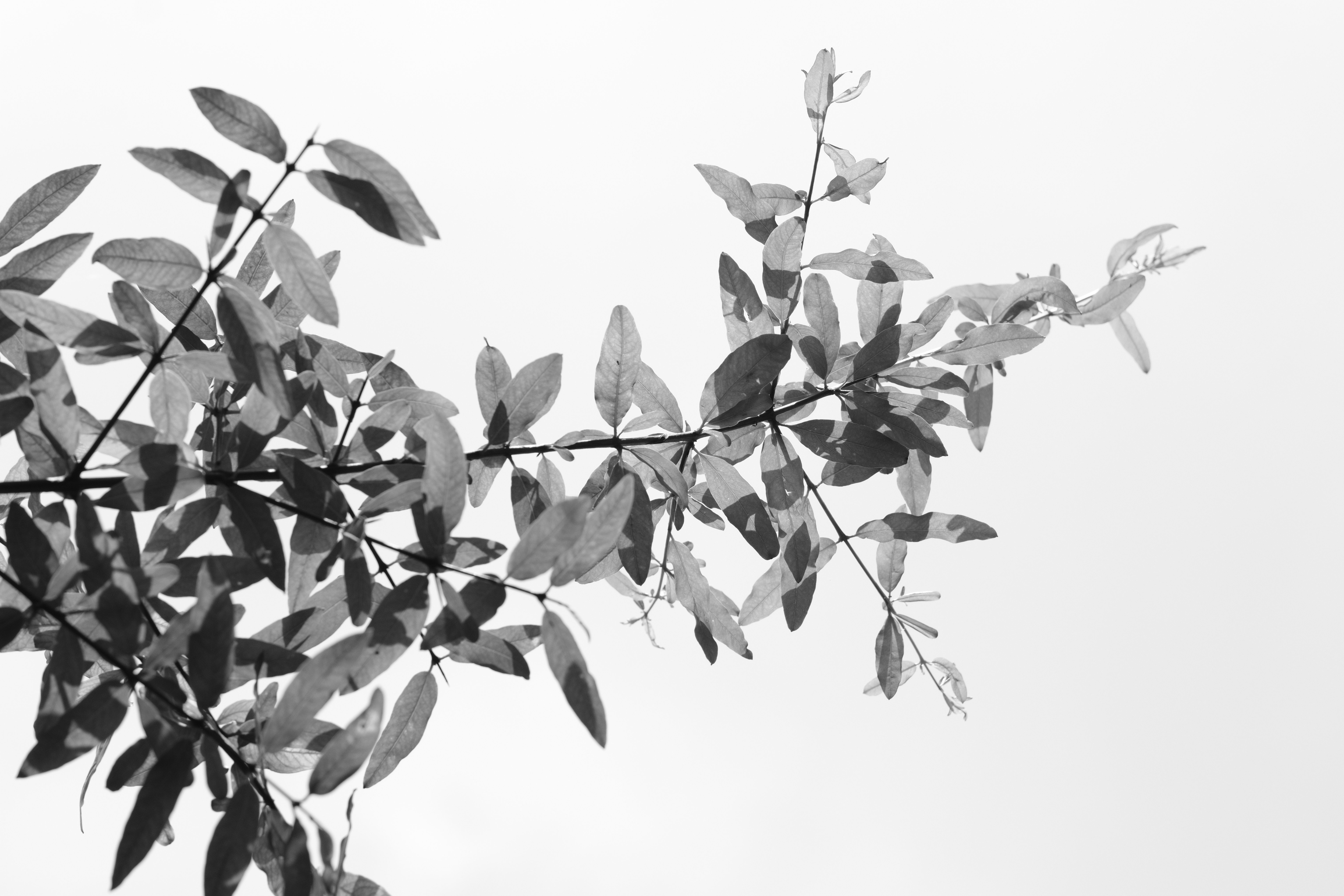 Grayscale Photo of Plant Leaves · Free Stock Photo