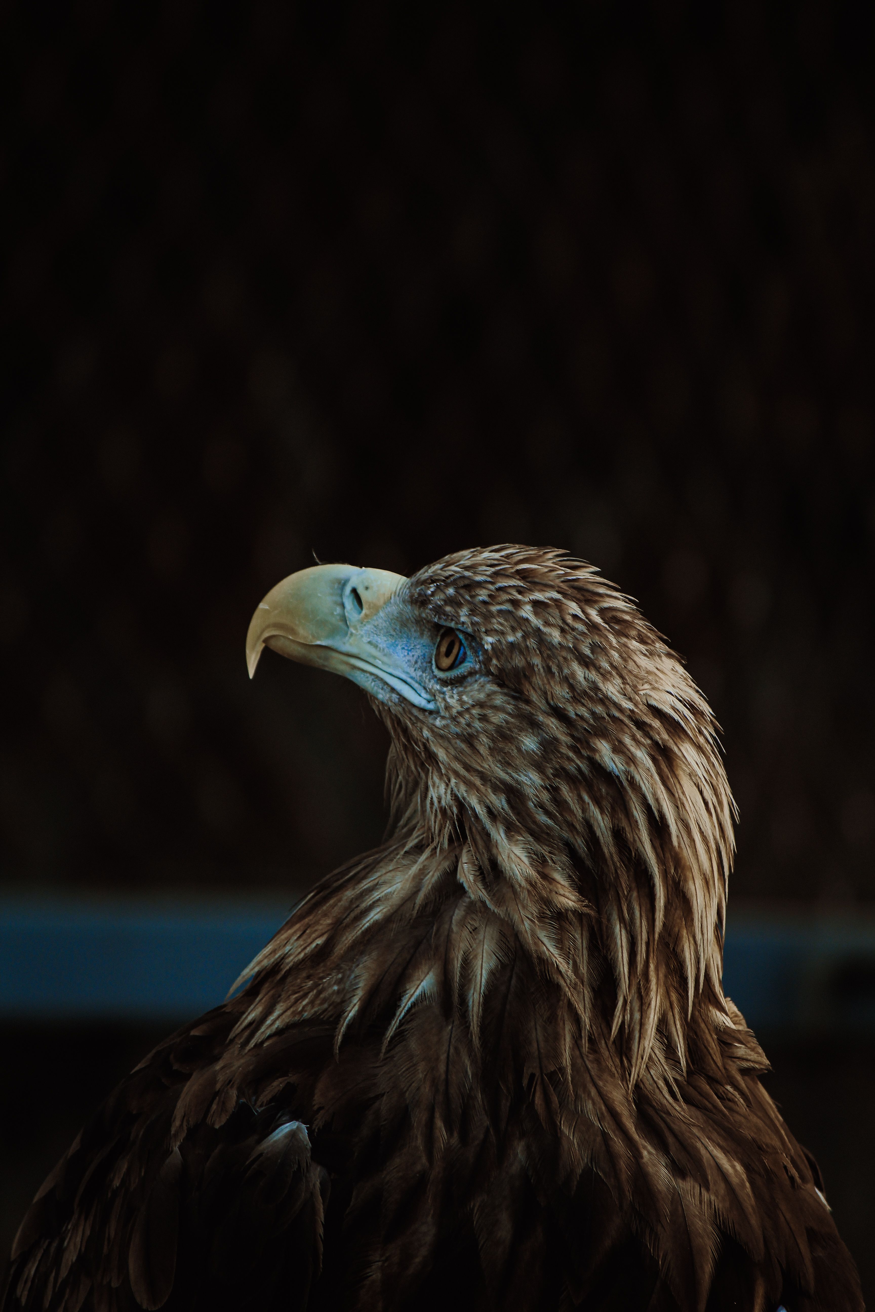 Portrait of an Eagle · Free Stock Photo