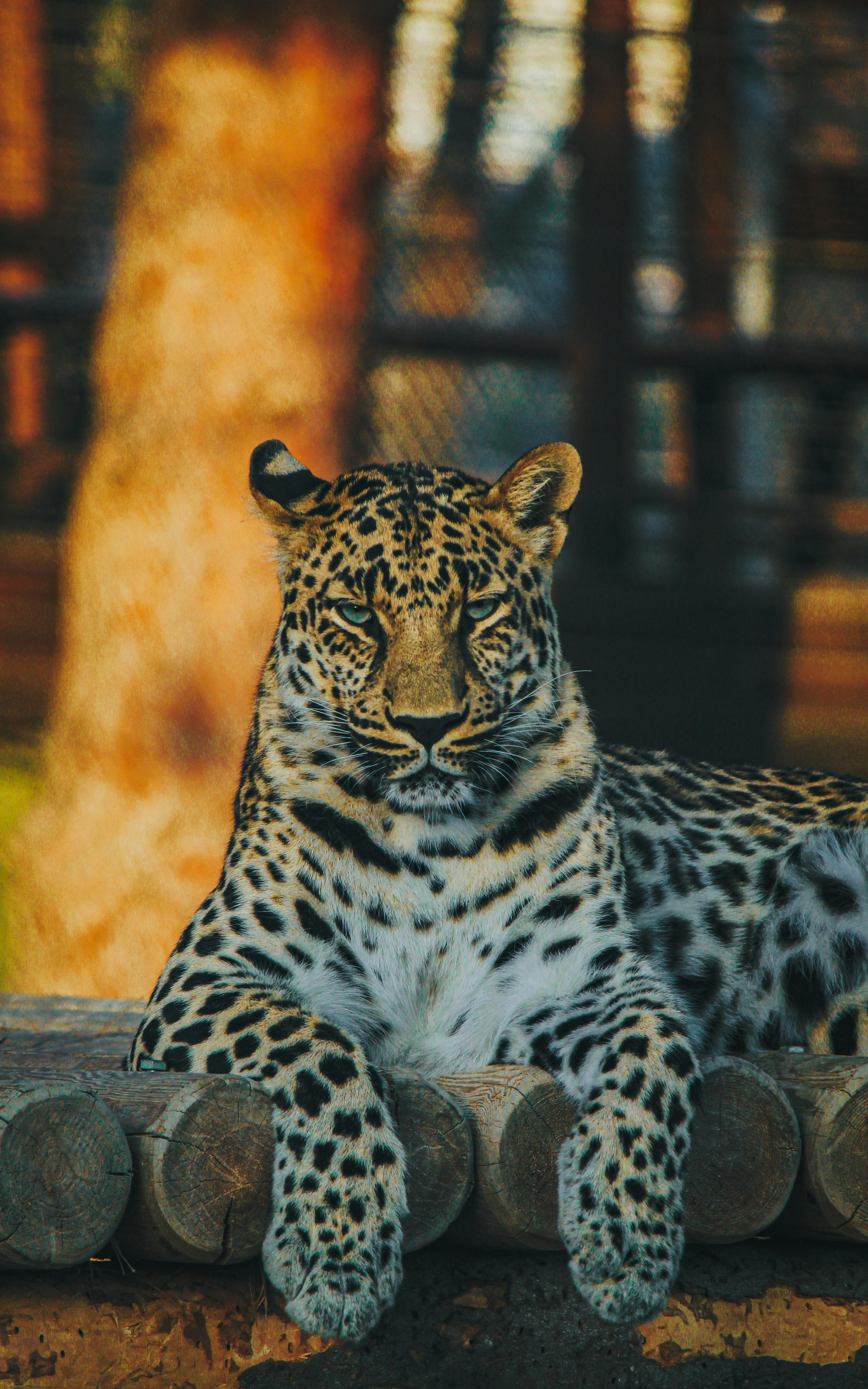 Leopard Drinking Water from a Pond · Free Stock Photo