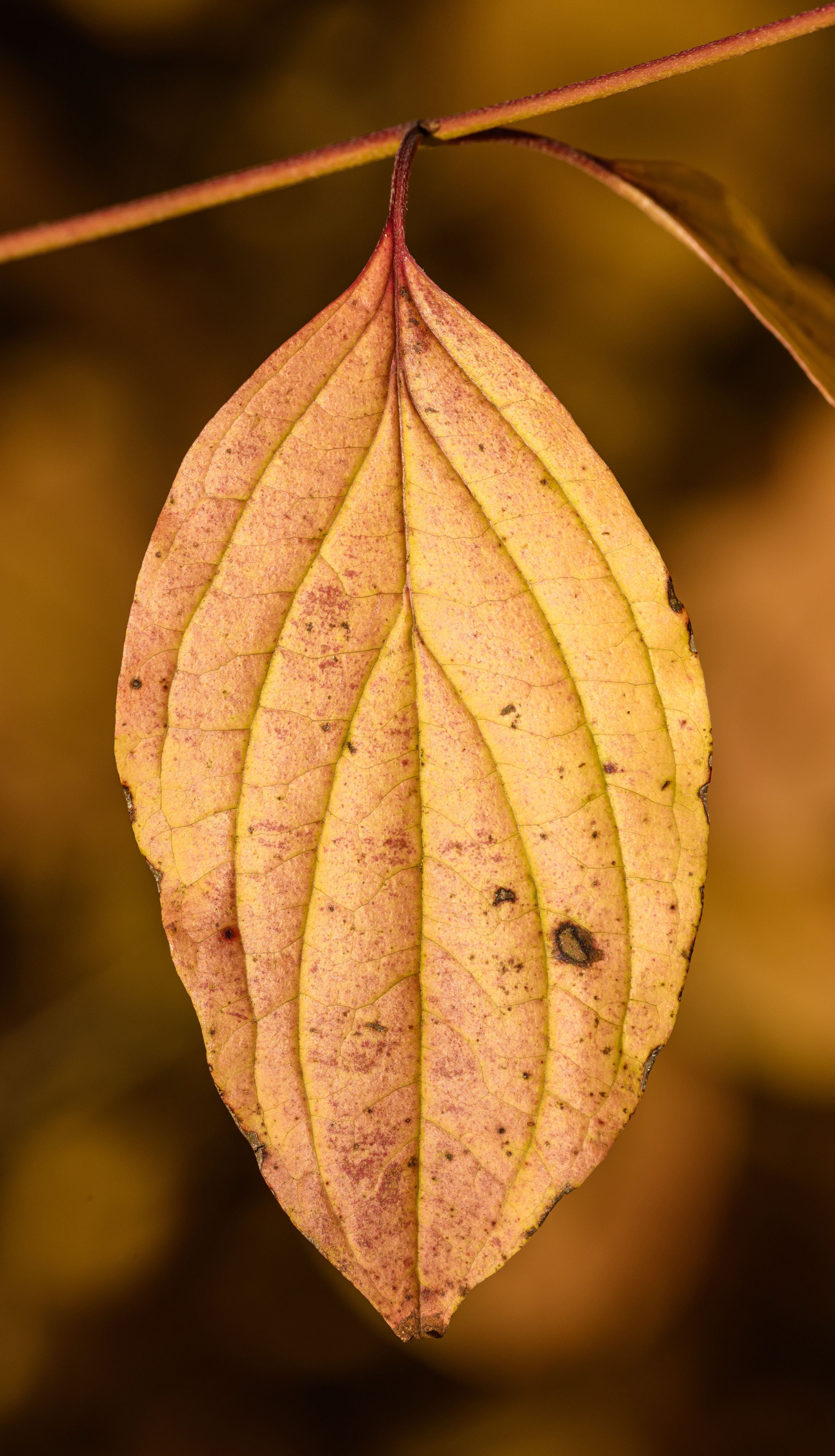 Single Yellow Gold Autumn Leaf · Free Stock Photo