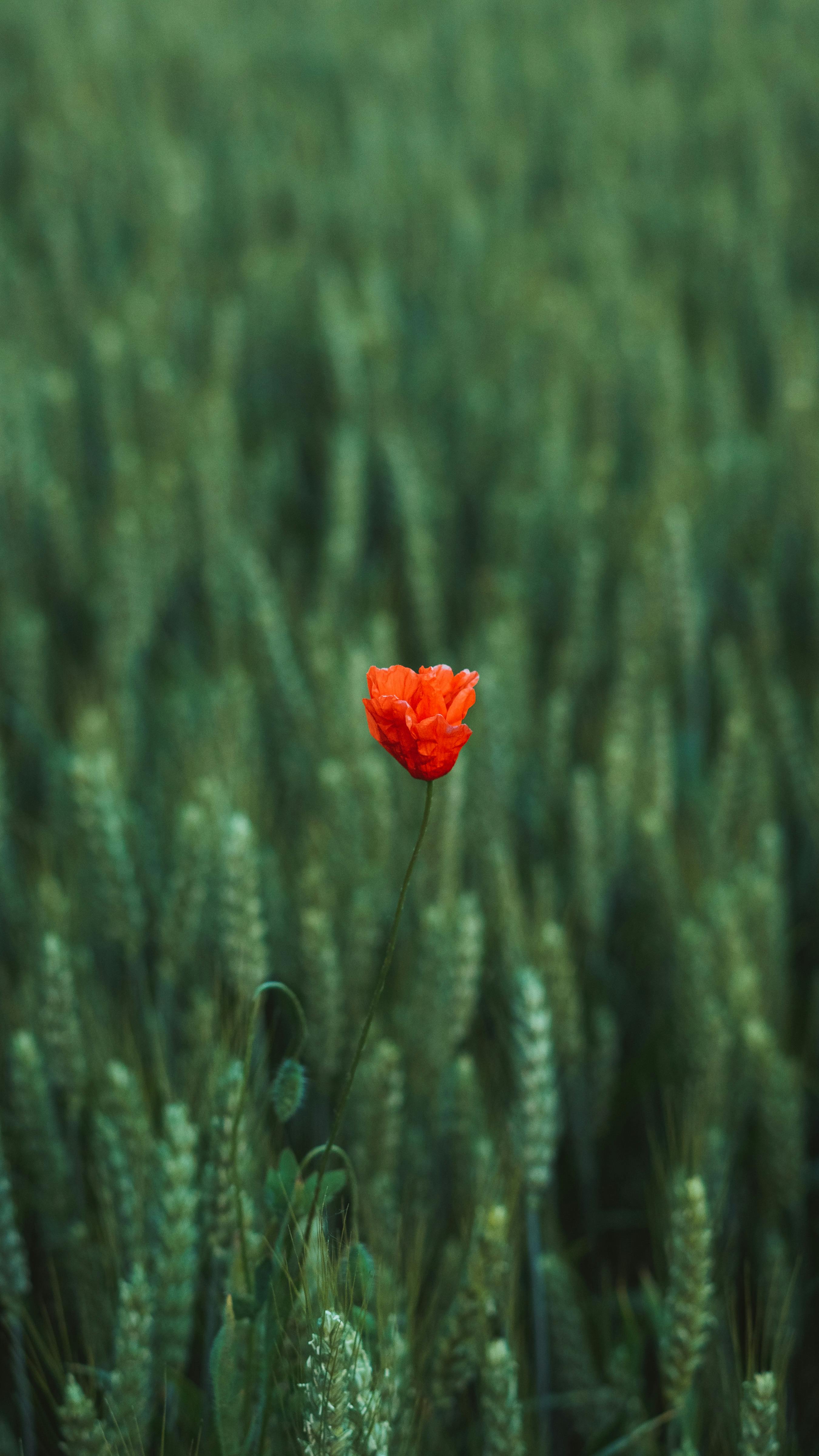 Poppie Background Photos, Download The BEST Free Poppie Background ...