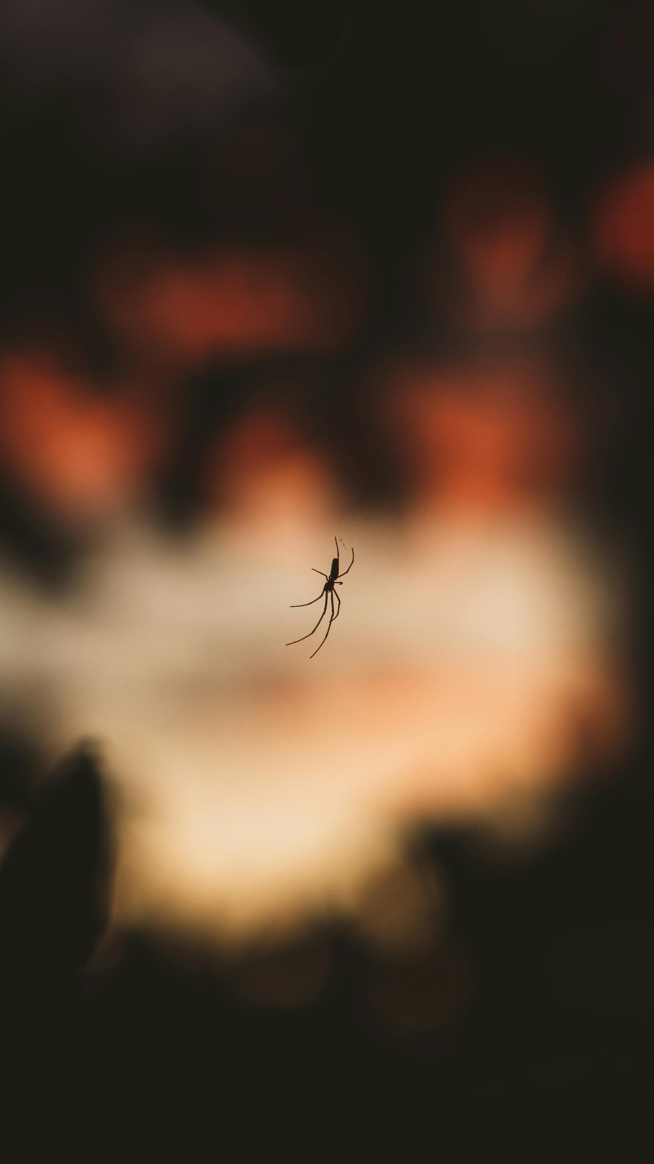 Spider Fighting Photos, Download The BEST Free Spider Fighting Stock ...