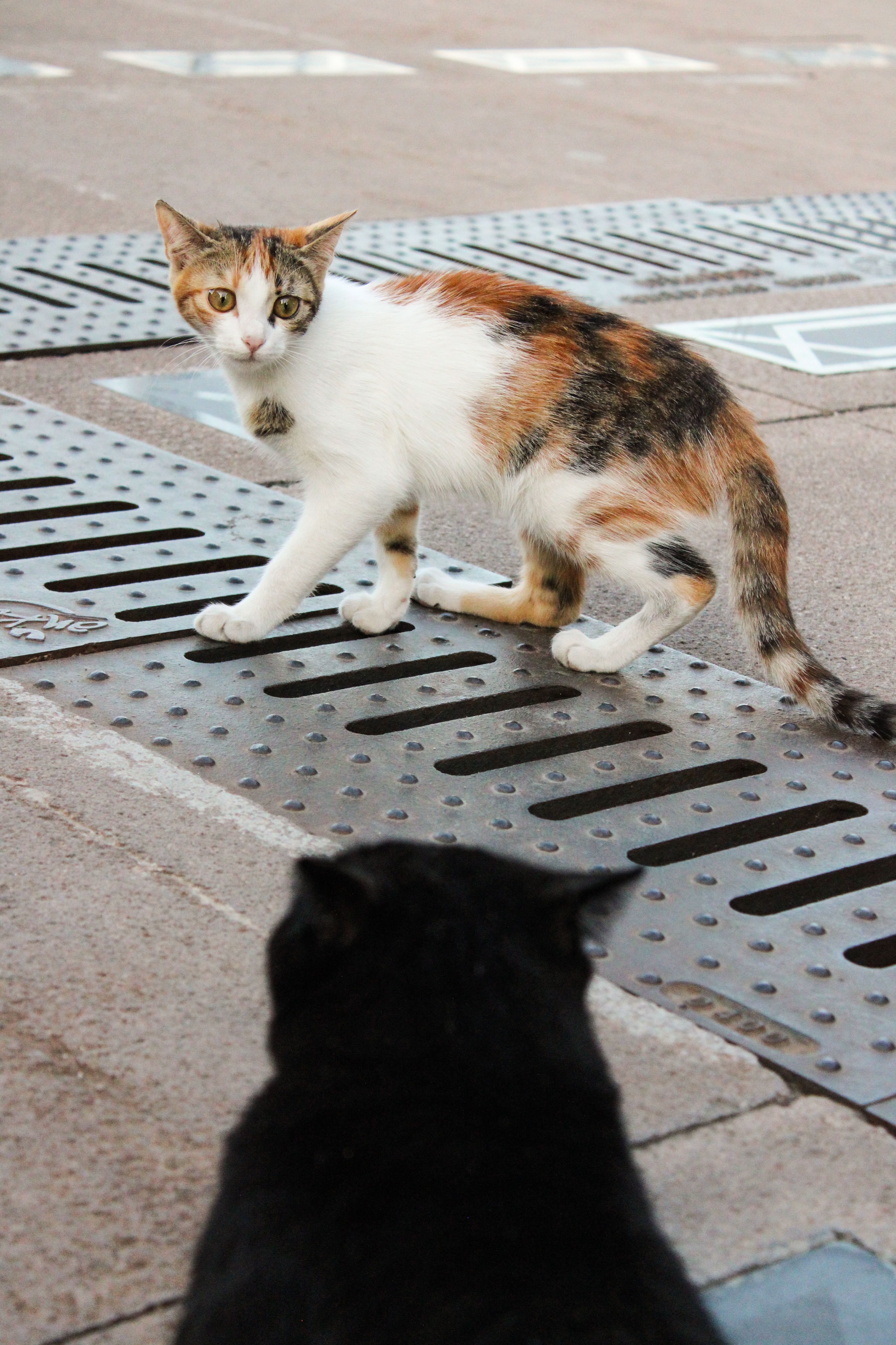 Cat Encounter Photos, Download The BEST Free Cat Encounter Stock Photos ...