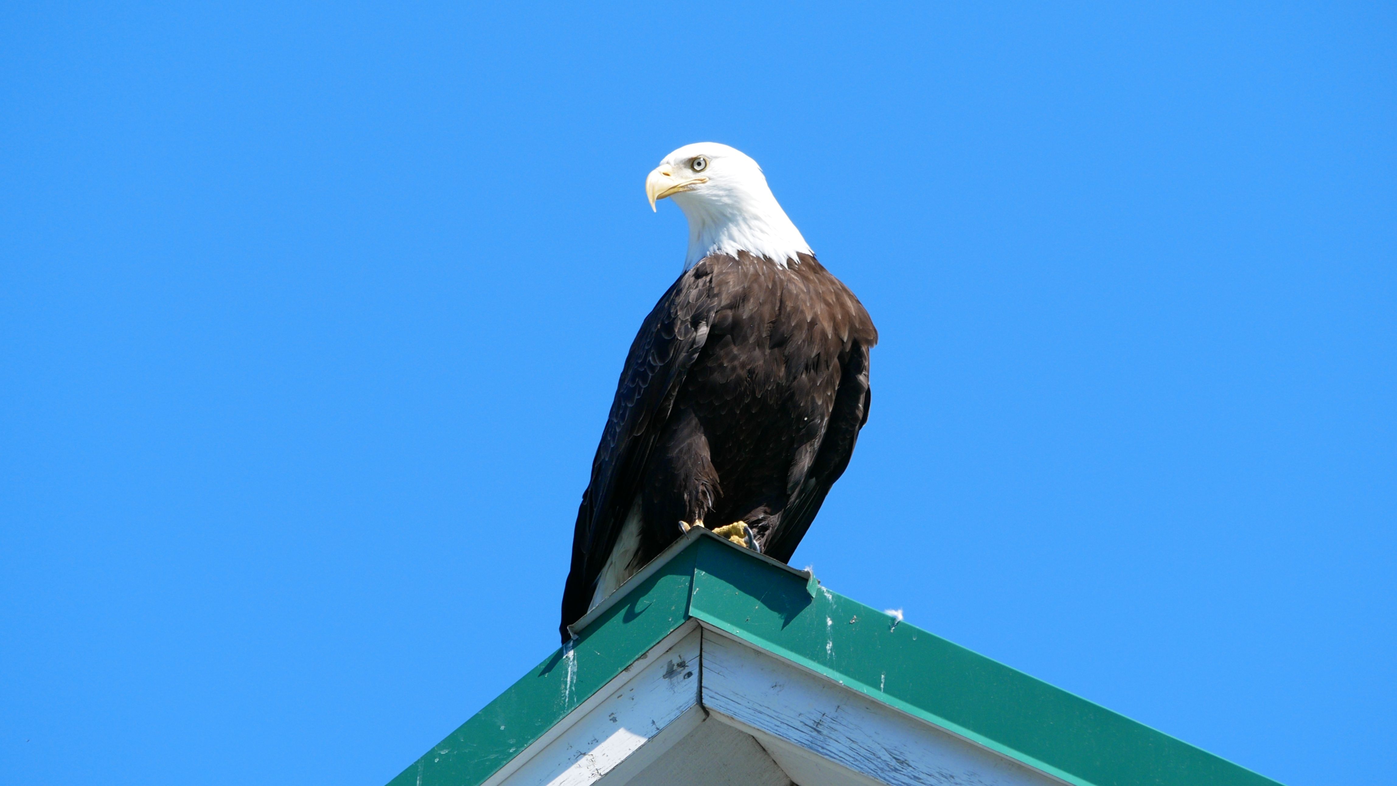 Bald Eagle Perched on Top of the Roof · Free Stock Photo