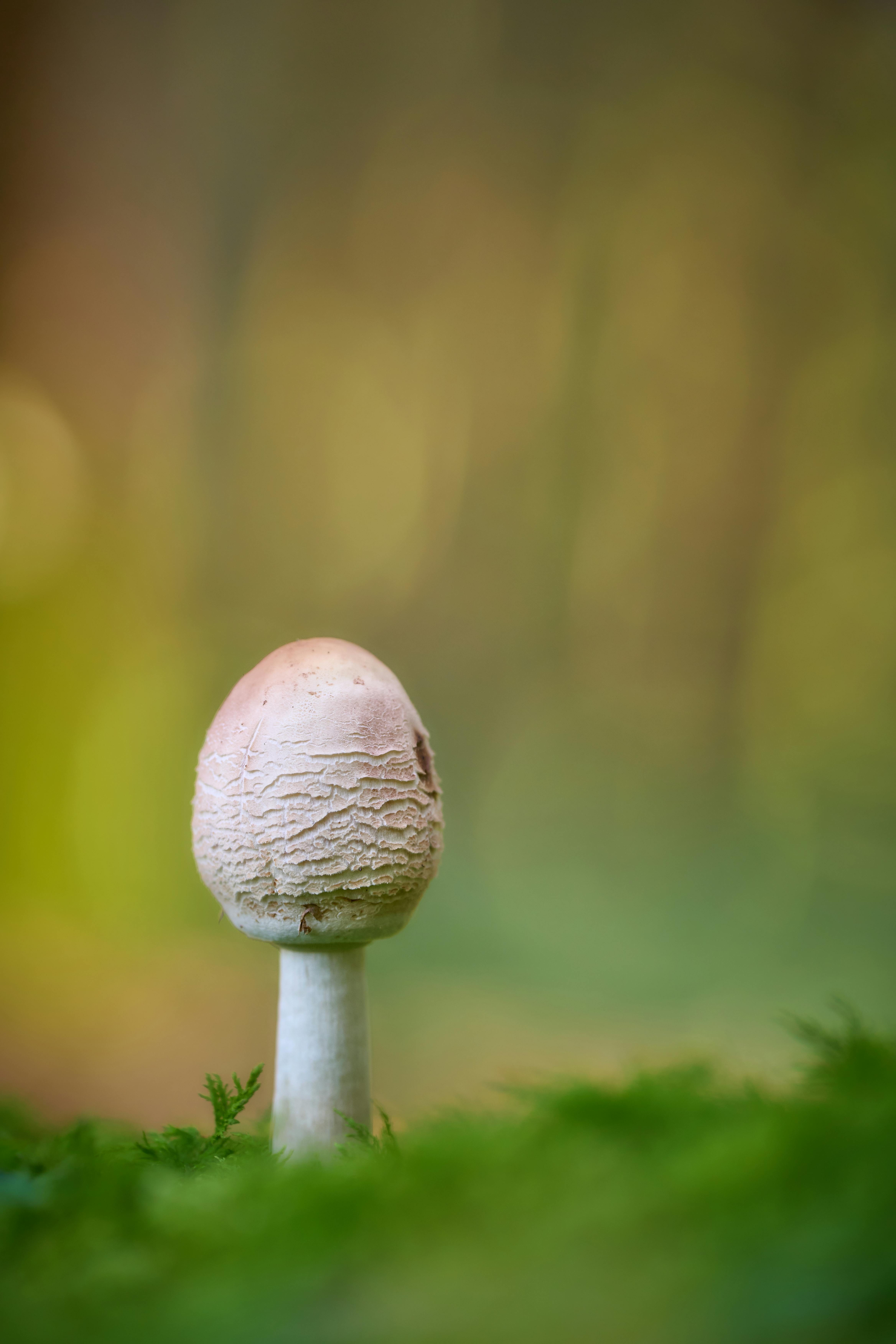 Mold Is A Fungus Images Photos, Download The BEST Free Mold Is A Fungus ...