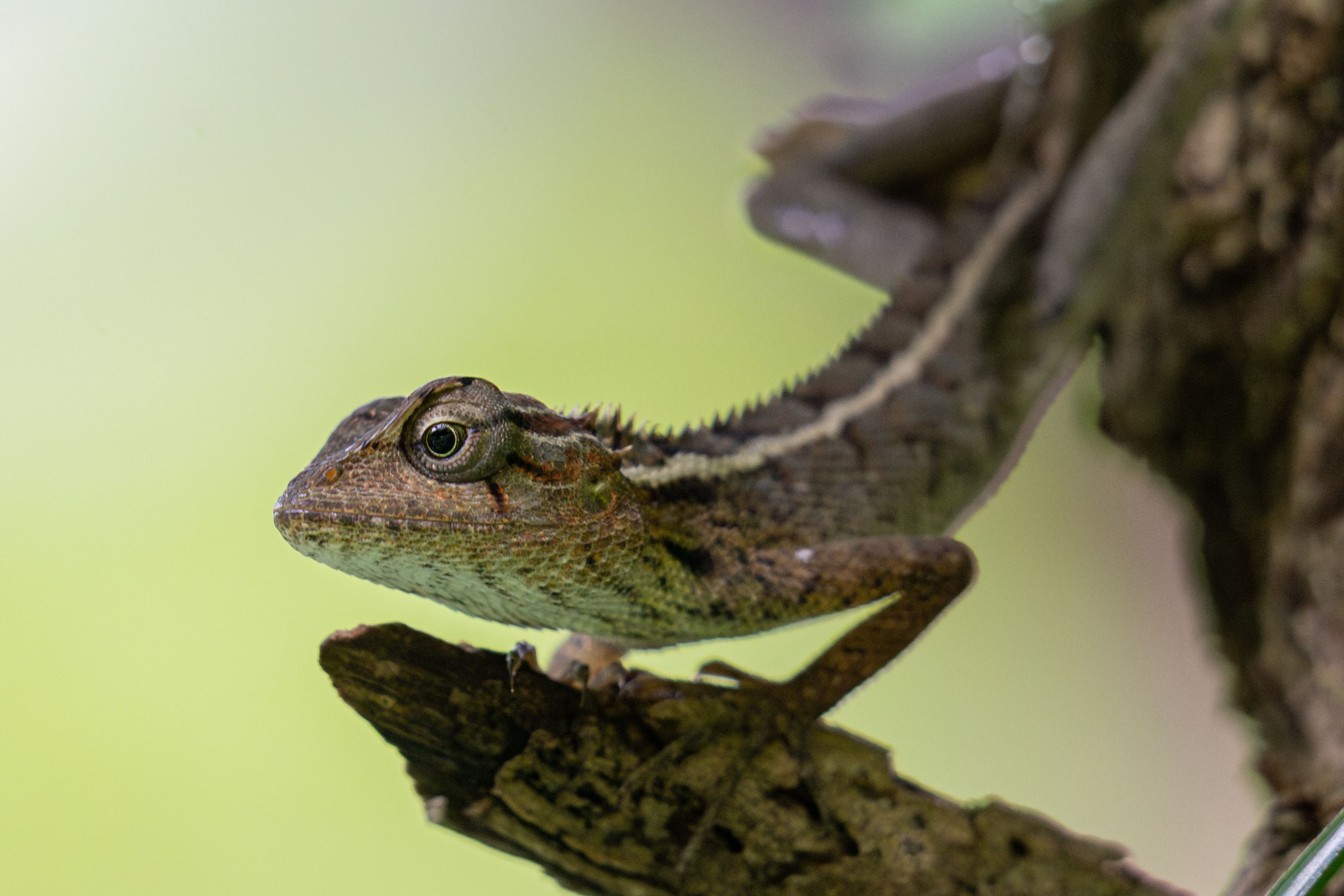 Nature Closeup Photos, Download The BEST Free Nature Closeup Stock ...