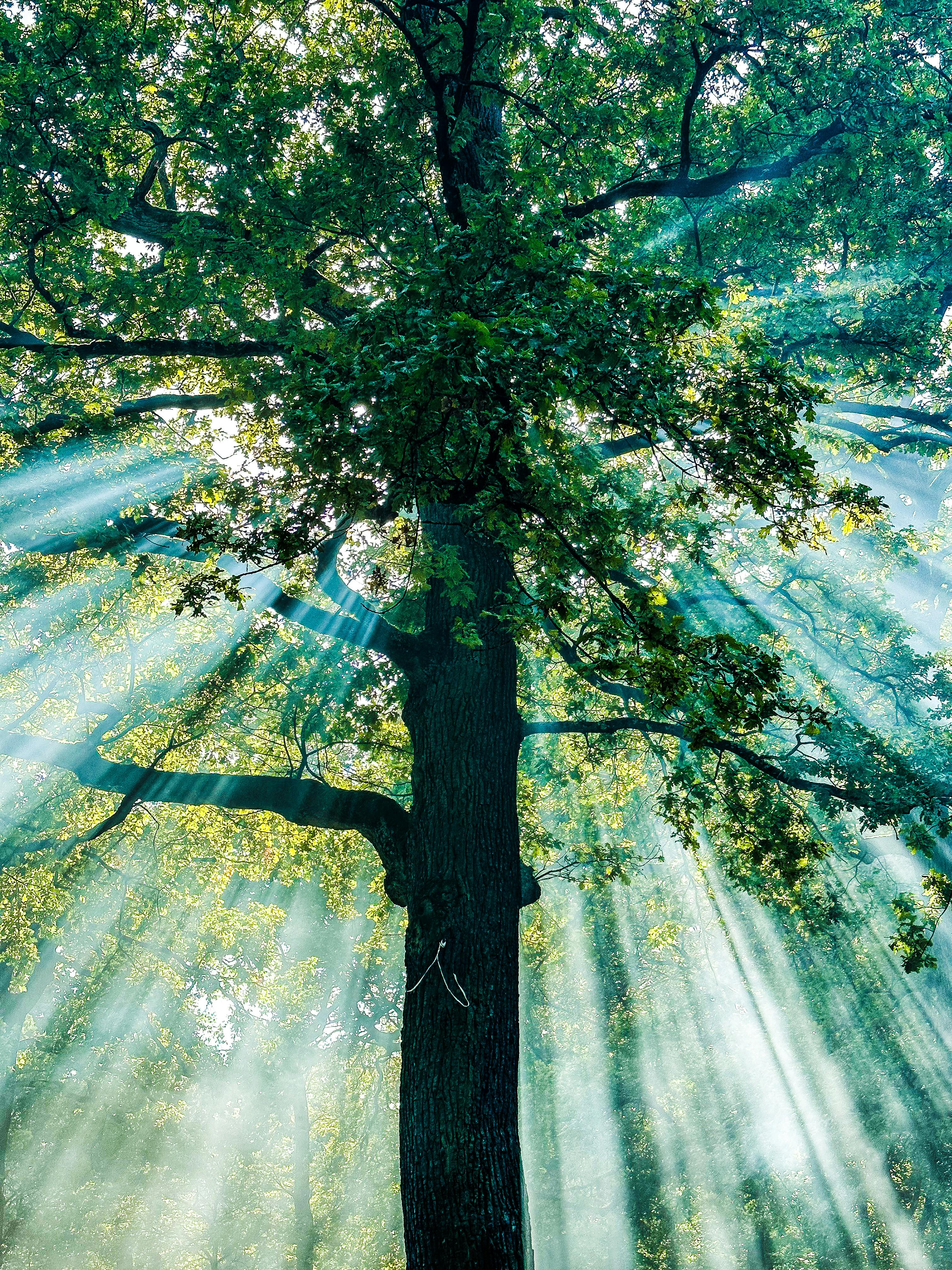 Oak Tree Landscape Images Photos, Download The BEST Free Oak Tree ...