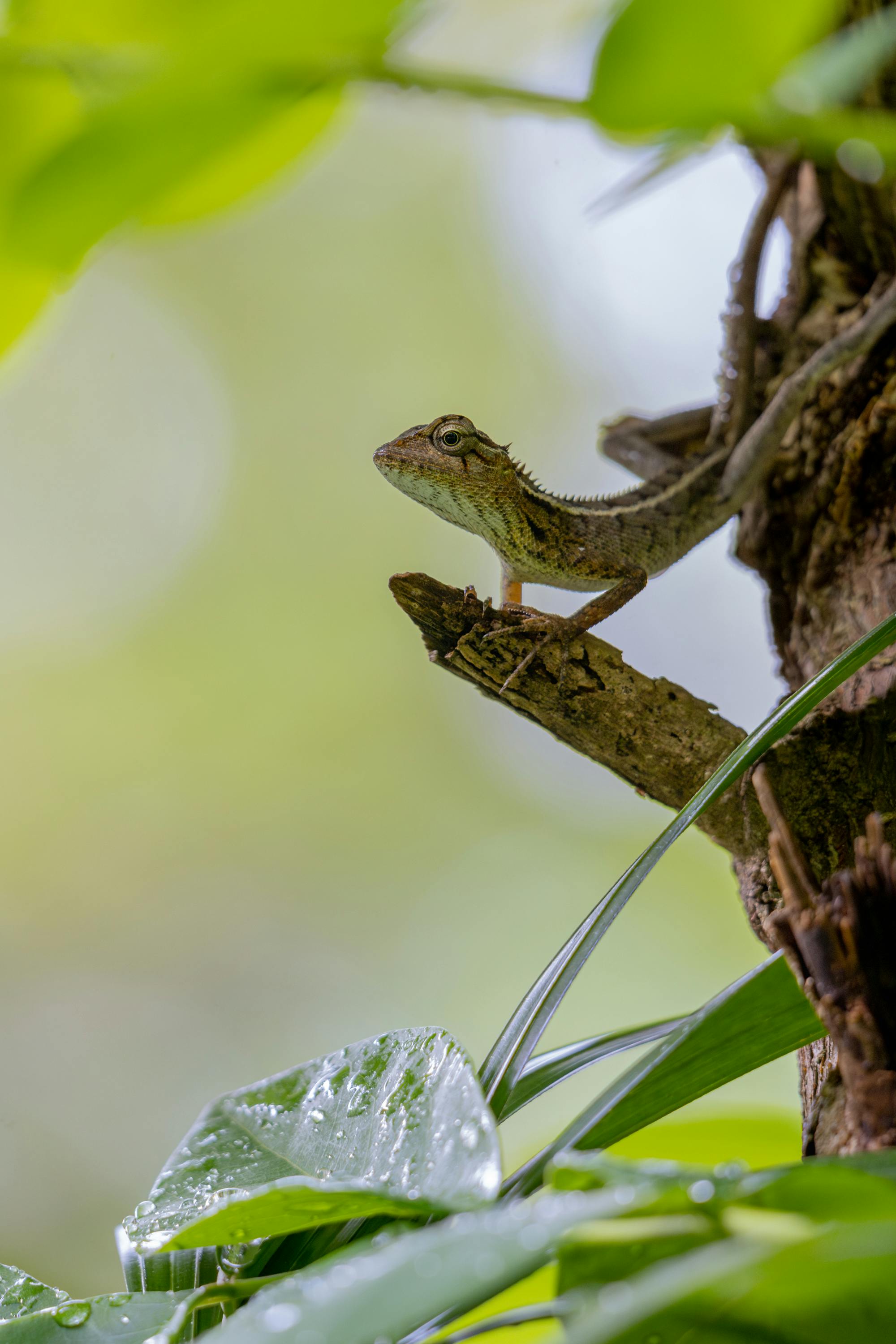 Tiny Lizard on Tree · Free Stock Photo