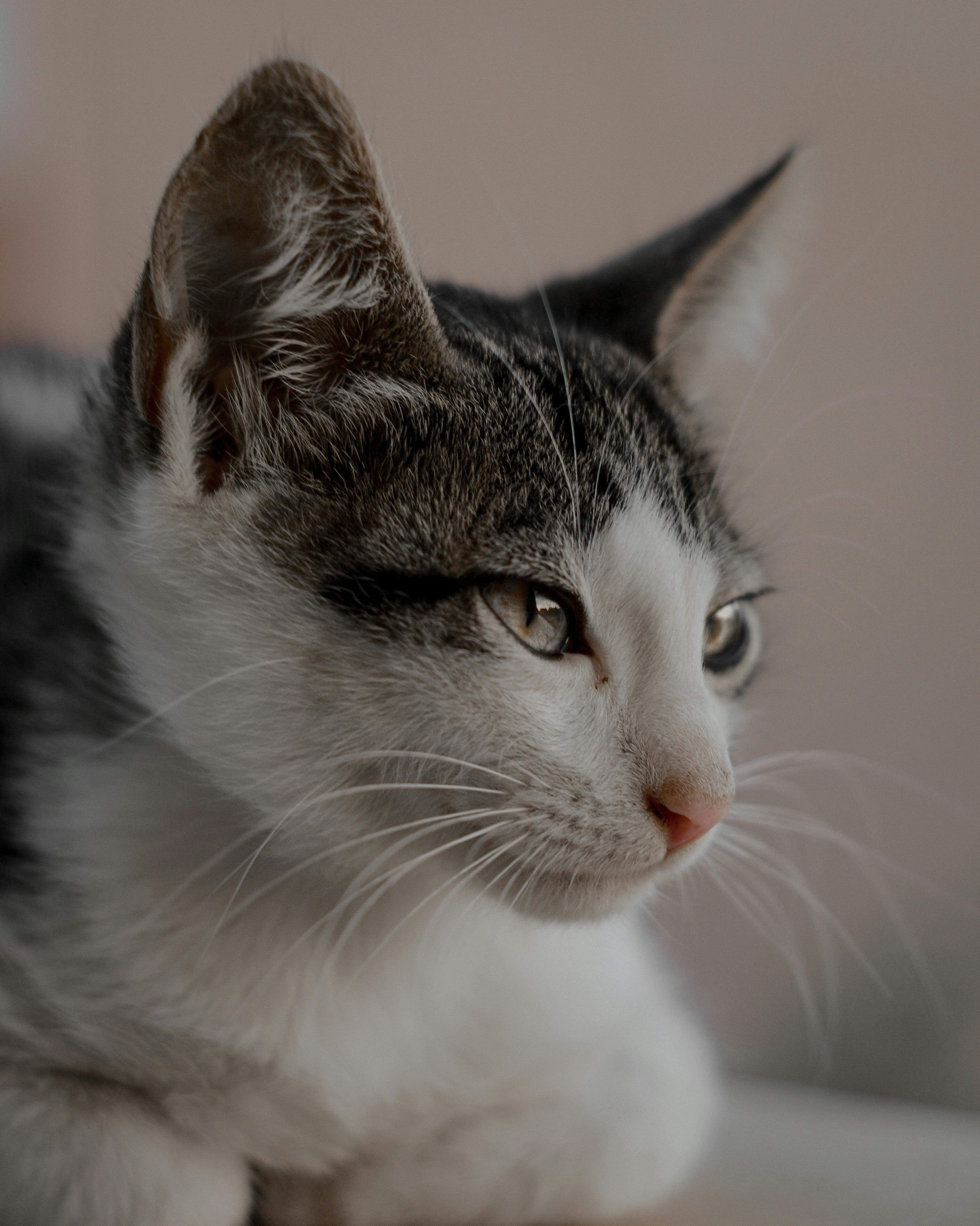 Cat Photos Photos, Download The BEST Free Cat Photos Stock Photos & HD ...