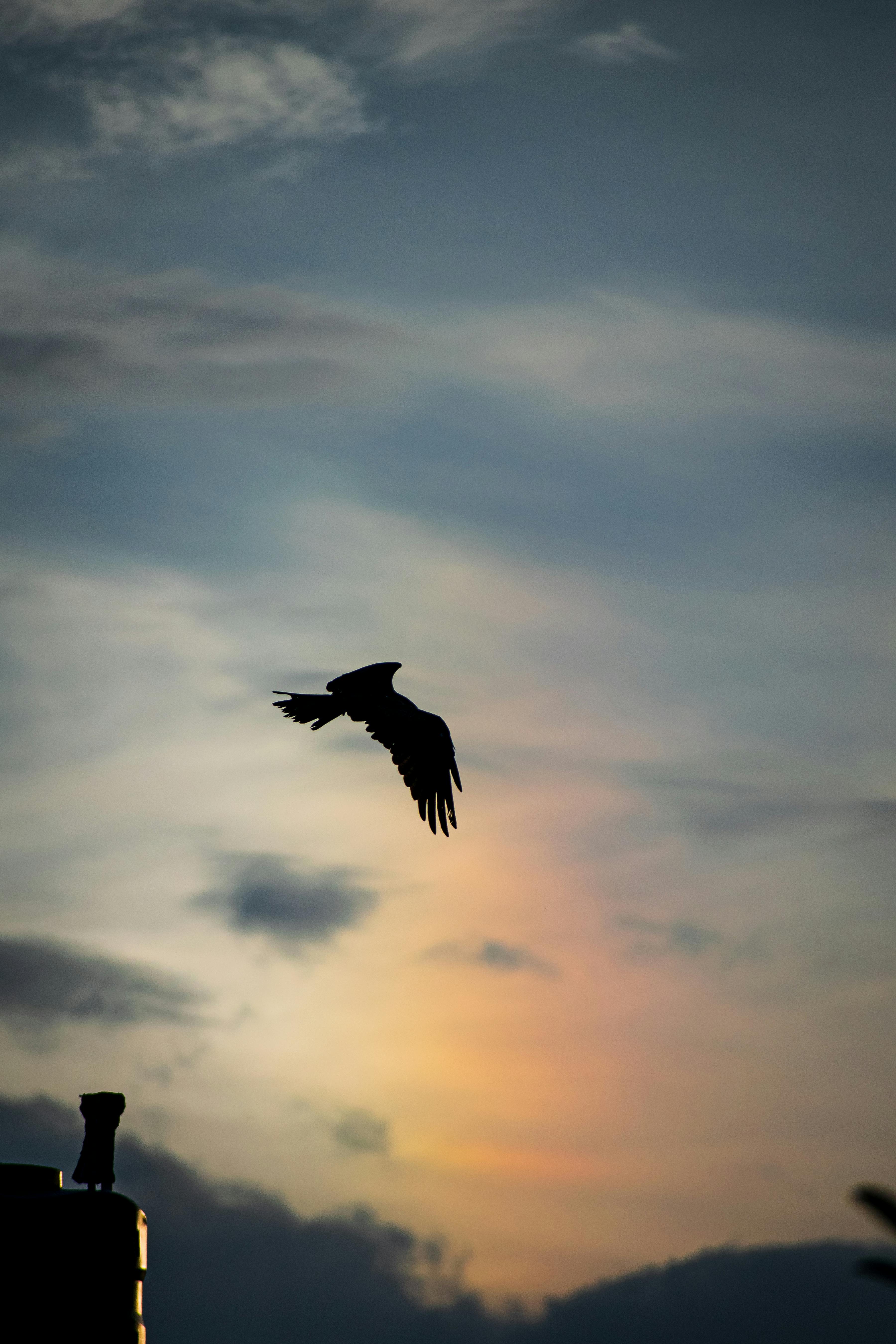 Bird Flying In The Sky · Free Stock Photo