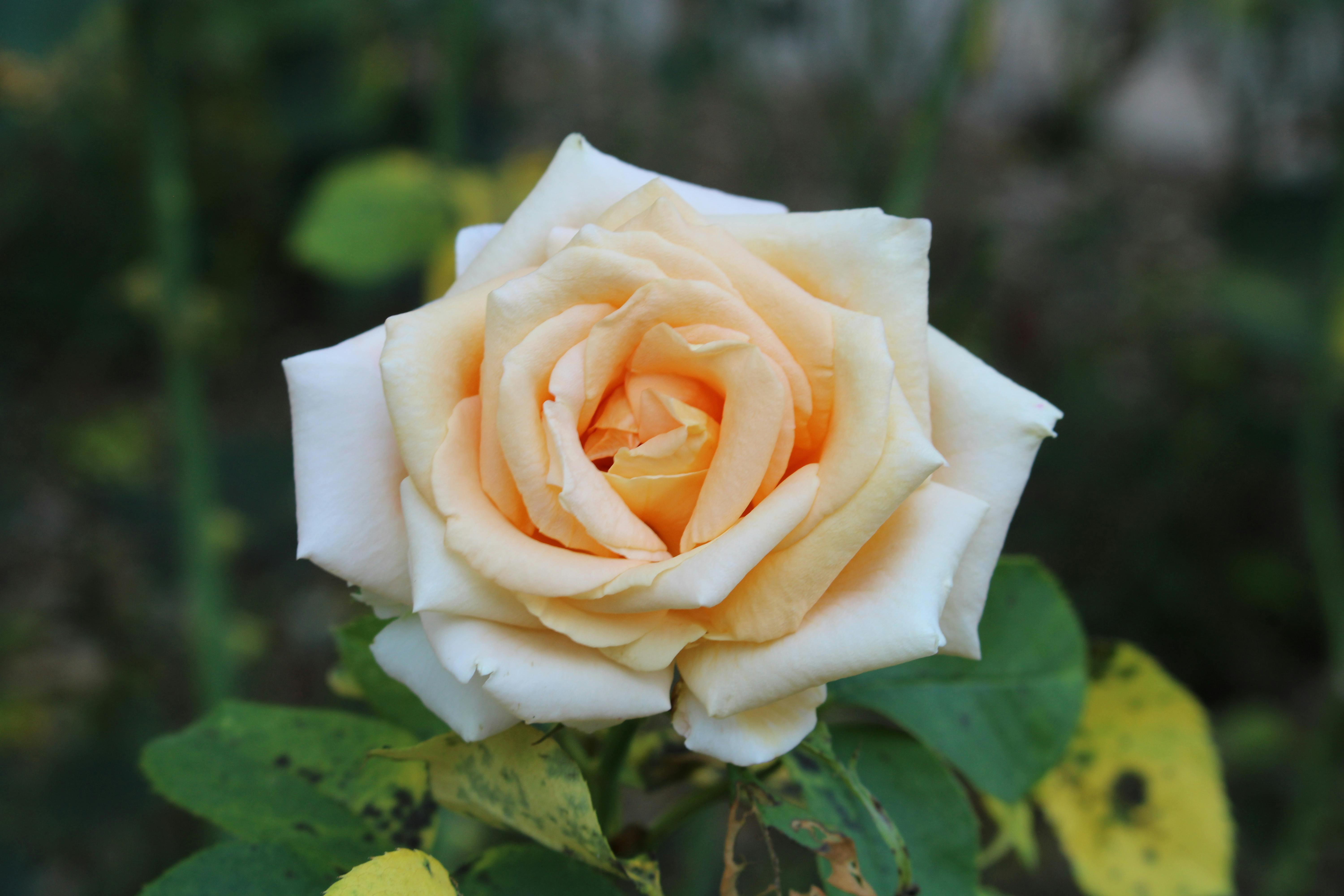 Rose 2d Photos, Download The BEST Free Rose 2d Stock Photos & HD Images