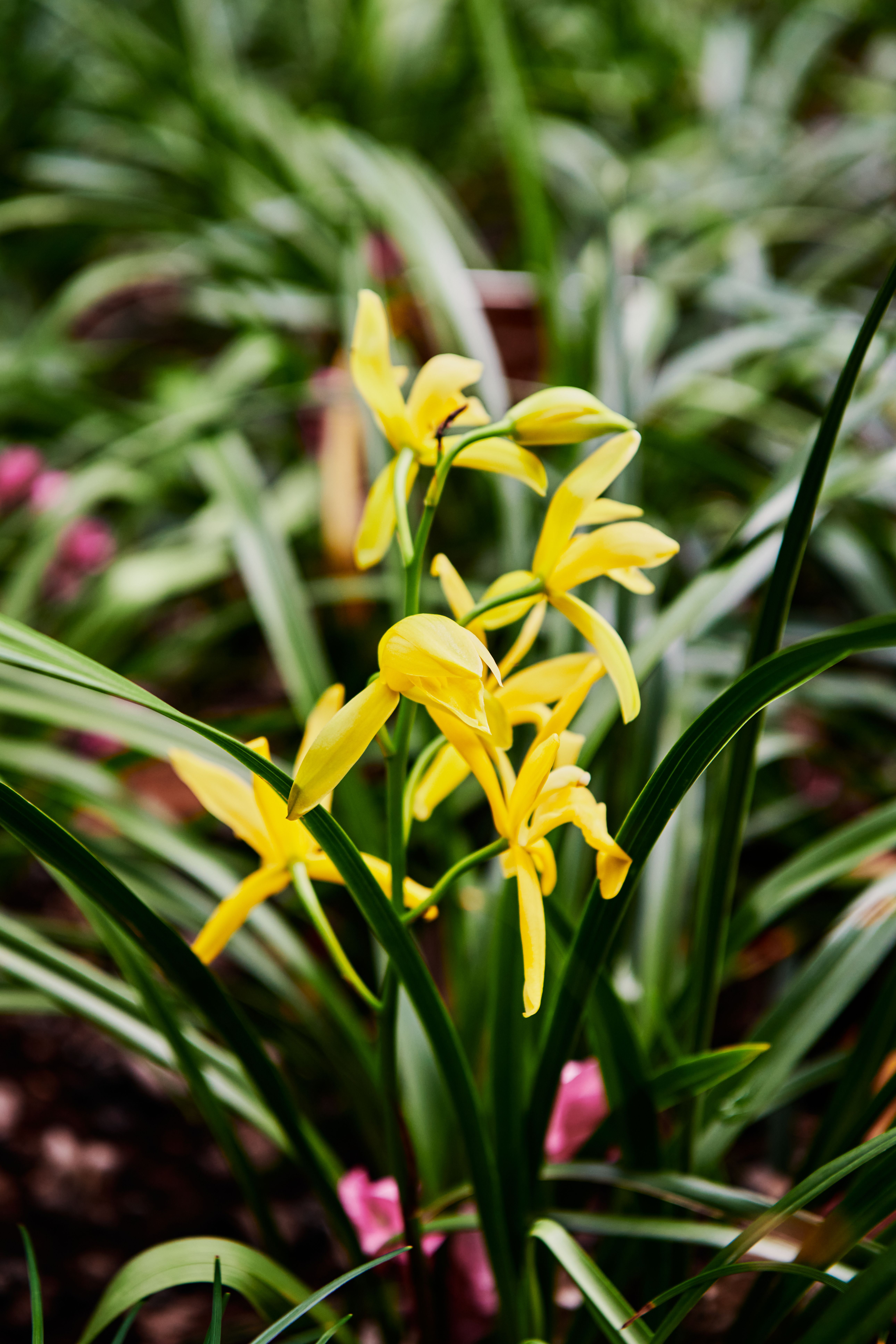 Four-Season Orchid Flowers · Free Stock Photo