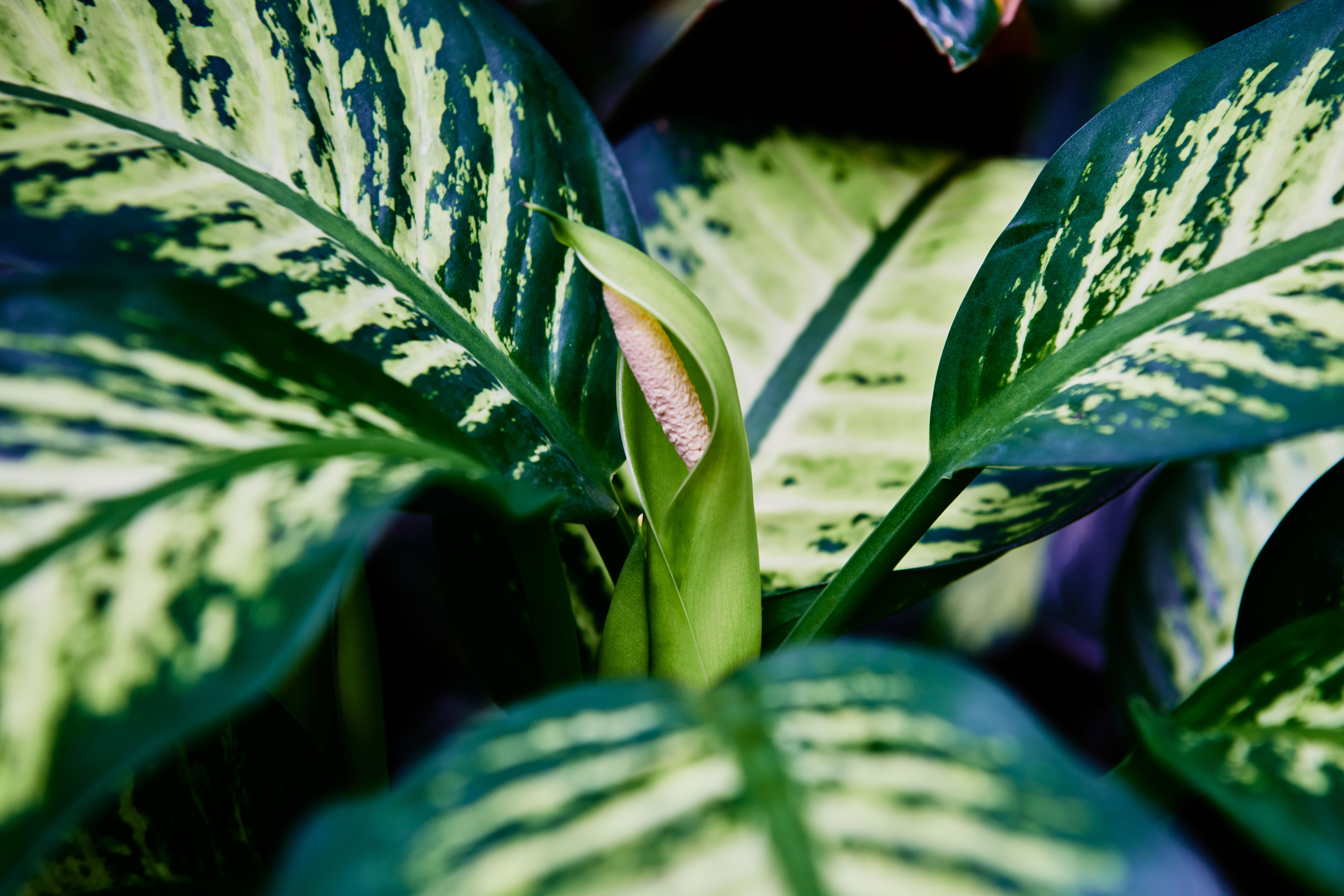 Close-up of a Dumb Cane Plant · Free Stock Photo
