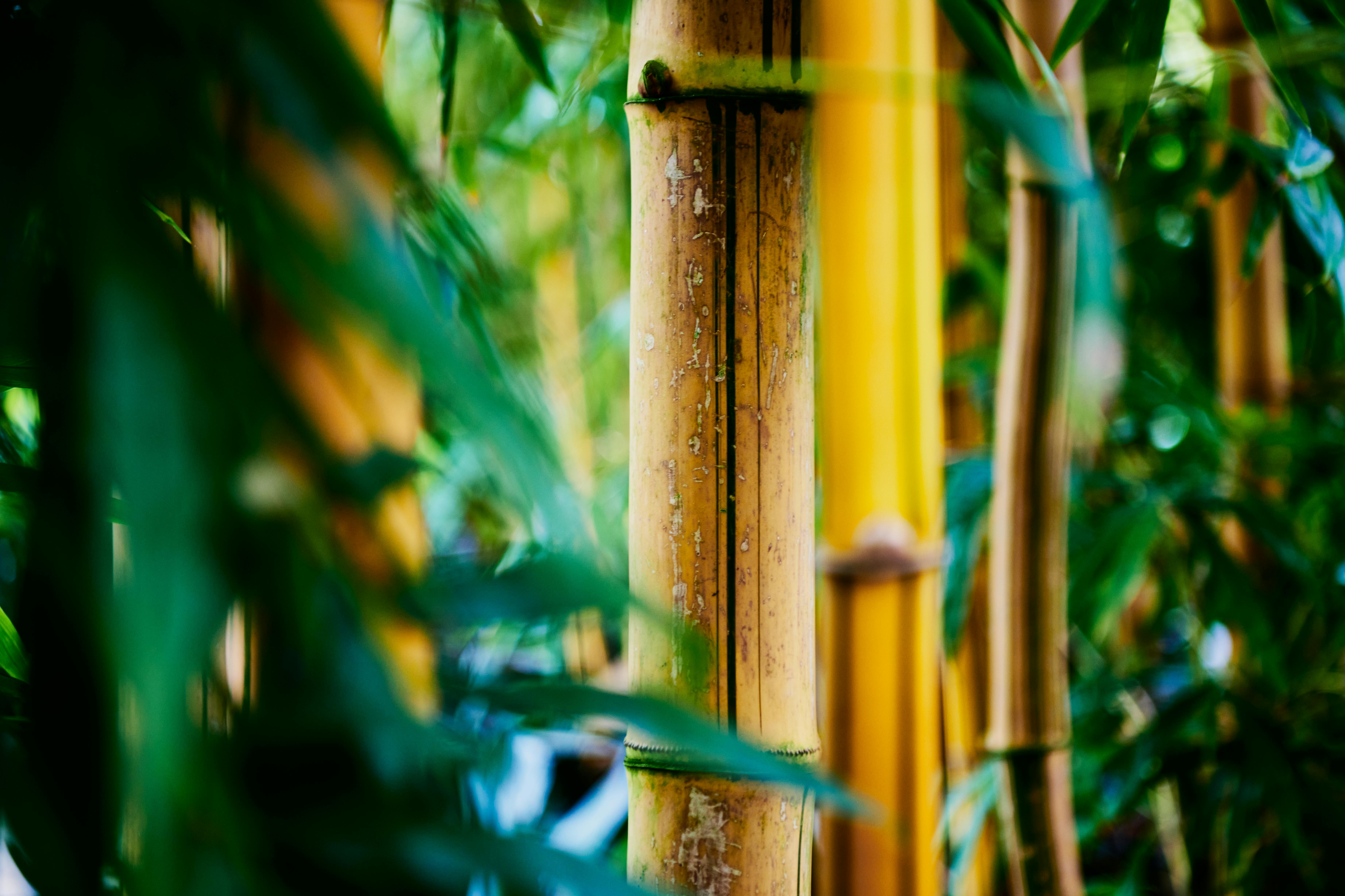 Bamboo Tree during Daytime · Free Stock Photo